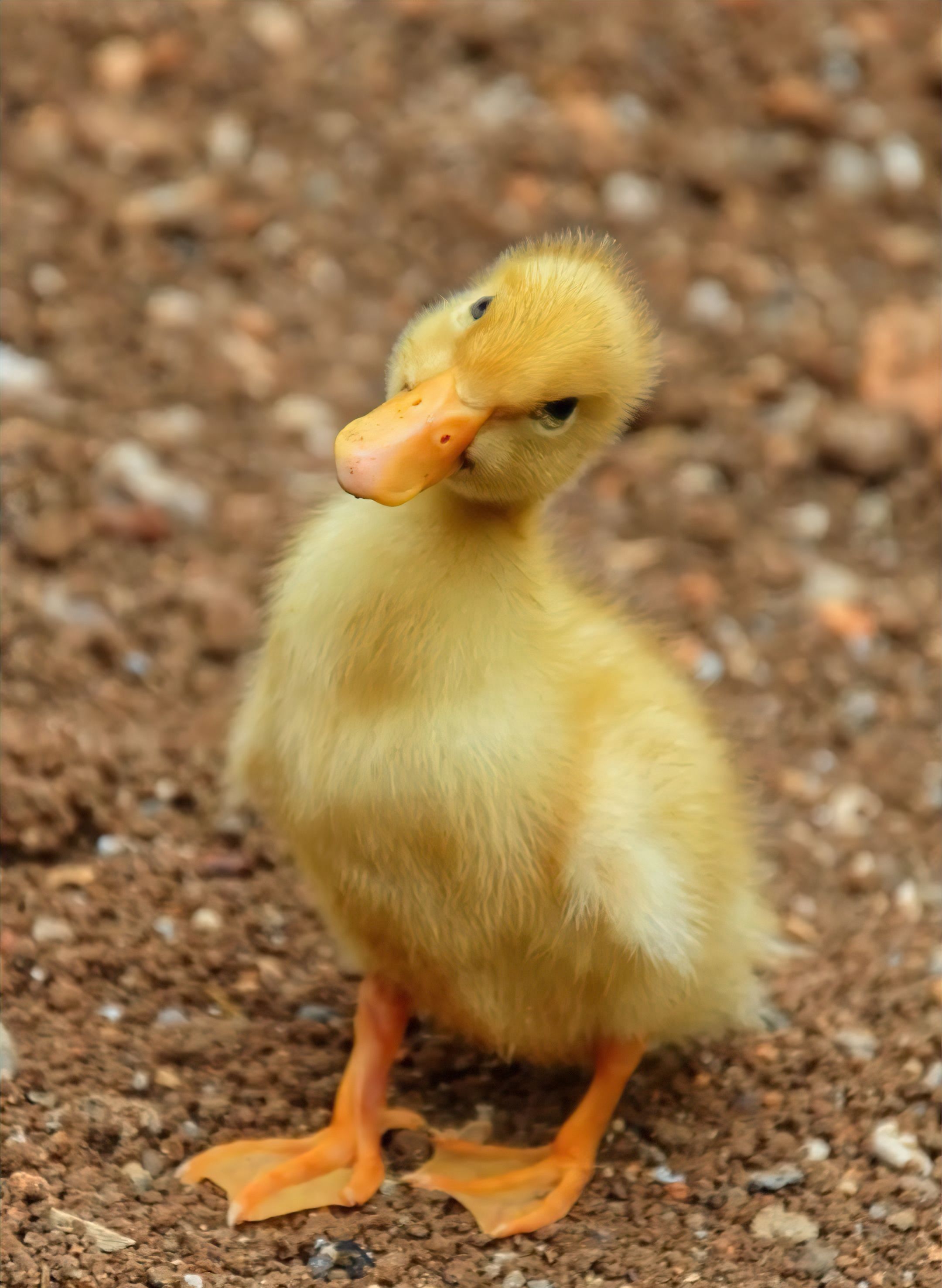 Adorable Yellow Duckling on Rocky Ground · Free Stock Photo