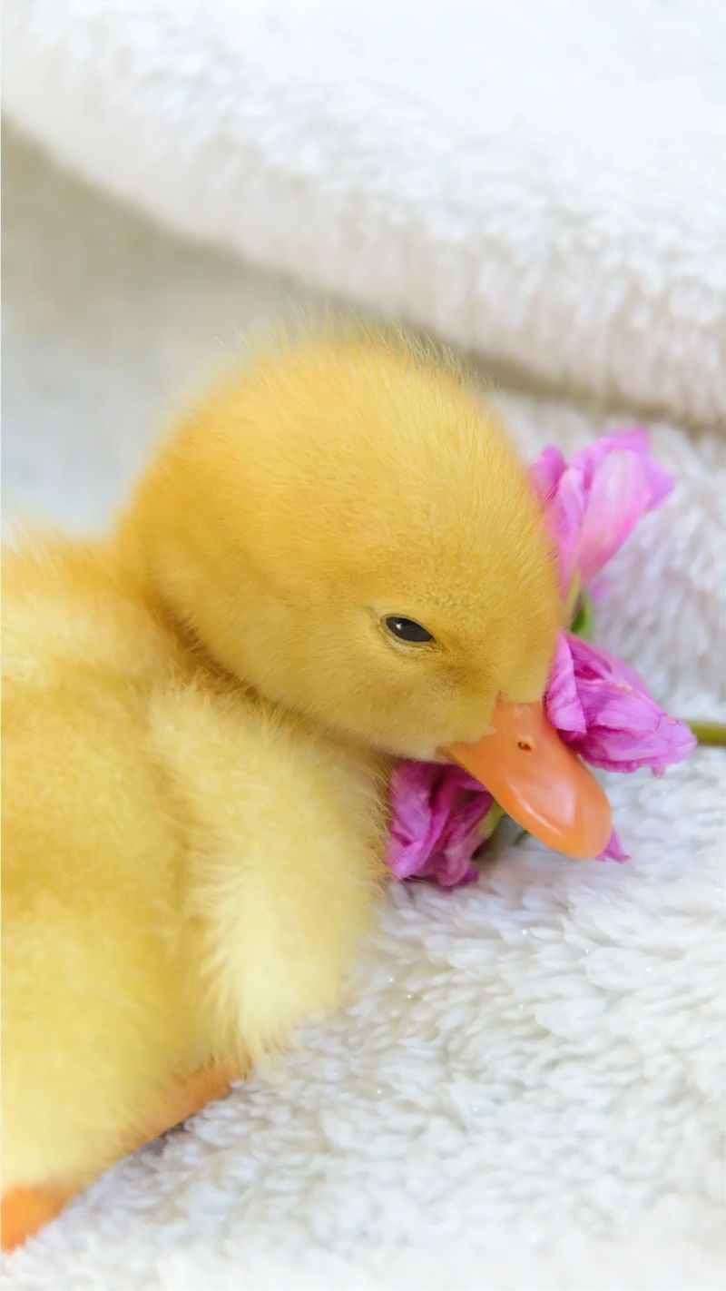 3.321+ Fotos y Imágenes de Patito+animado Gratis · Banco de Fotos Gratis