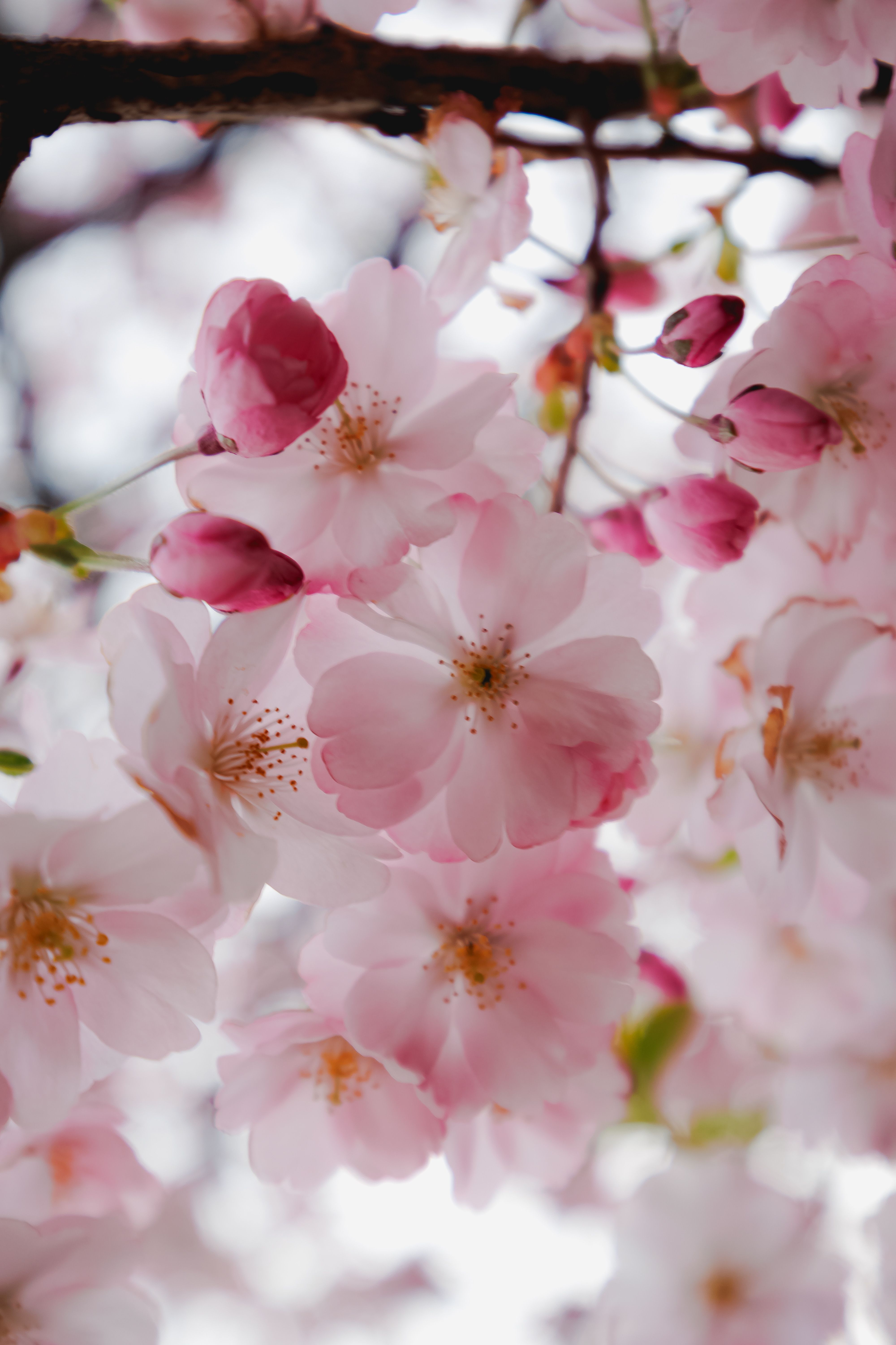 Hot+Sakura Photos, Download The BEST Free Hot+Sakura Stock Photos & HD ...