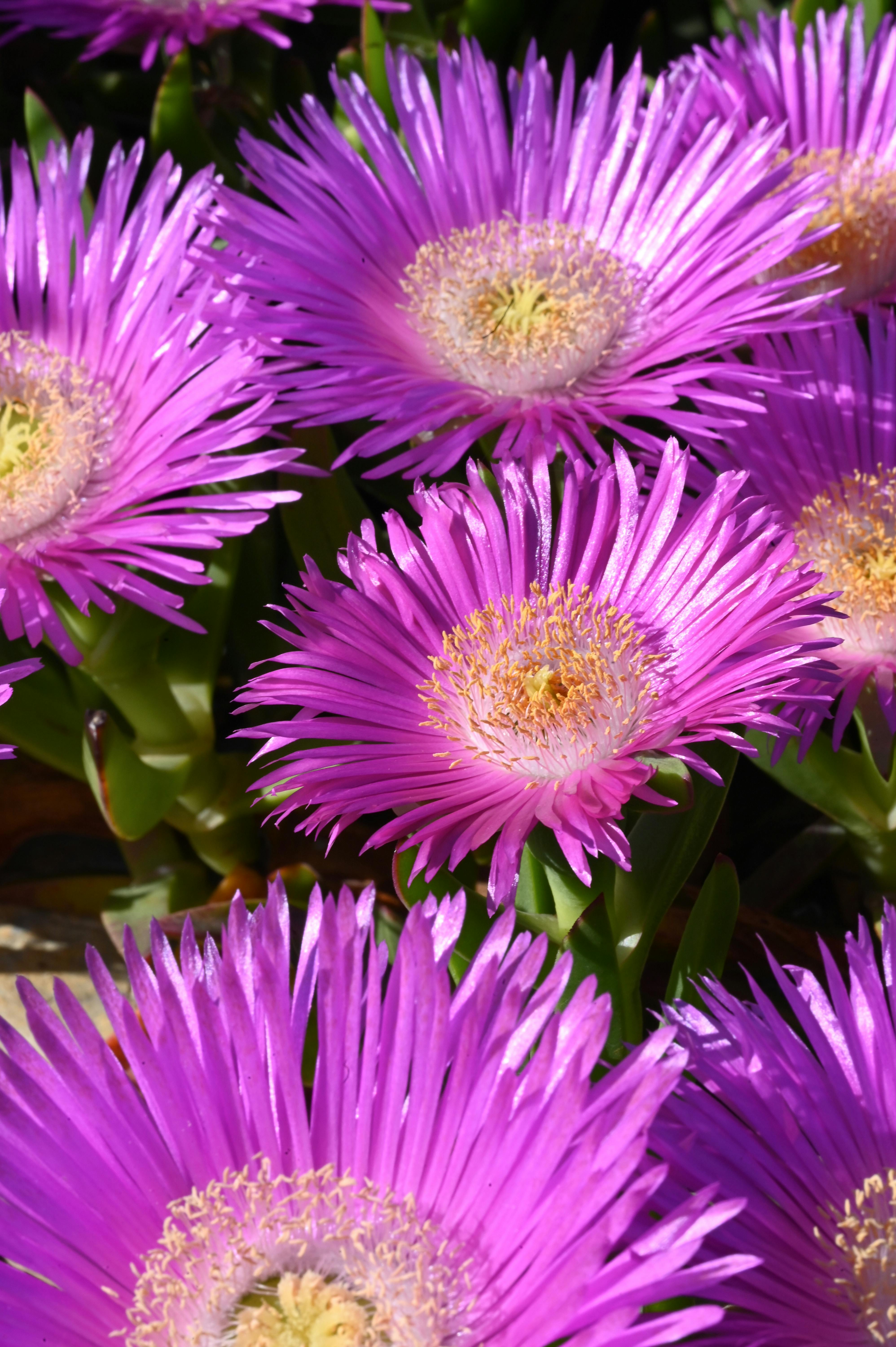 Vibrant Purple Ice Plant Blooms in Garden · Free Stock Photo