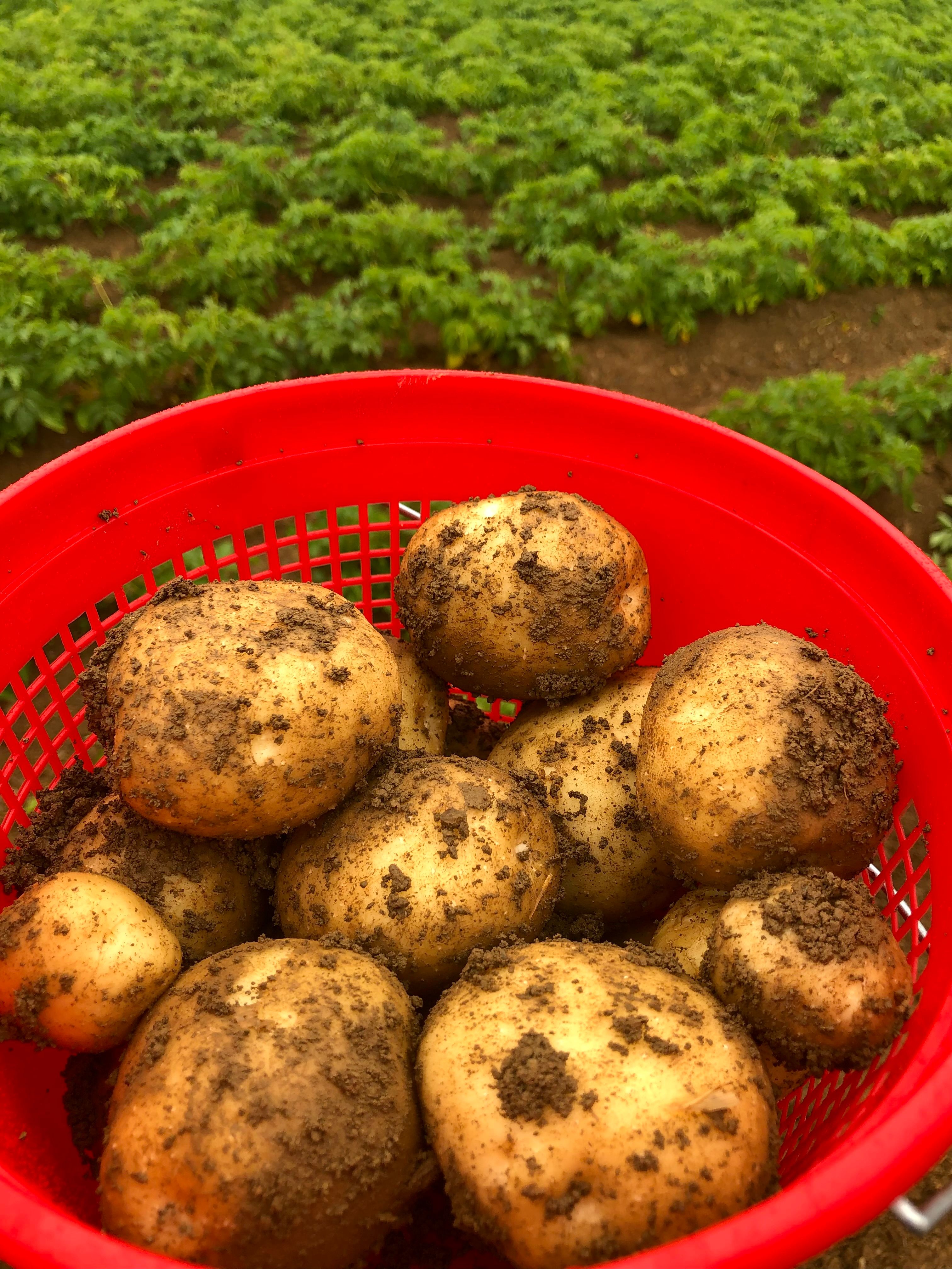 Freshly Harvested Potatoes in Red Basket · Free Stock Photo