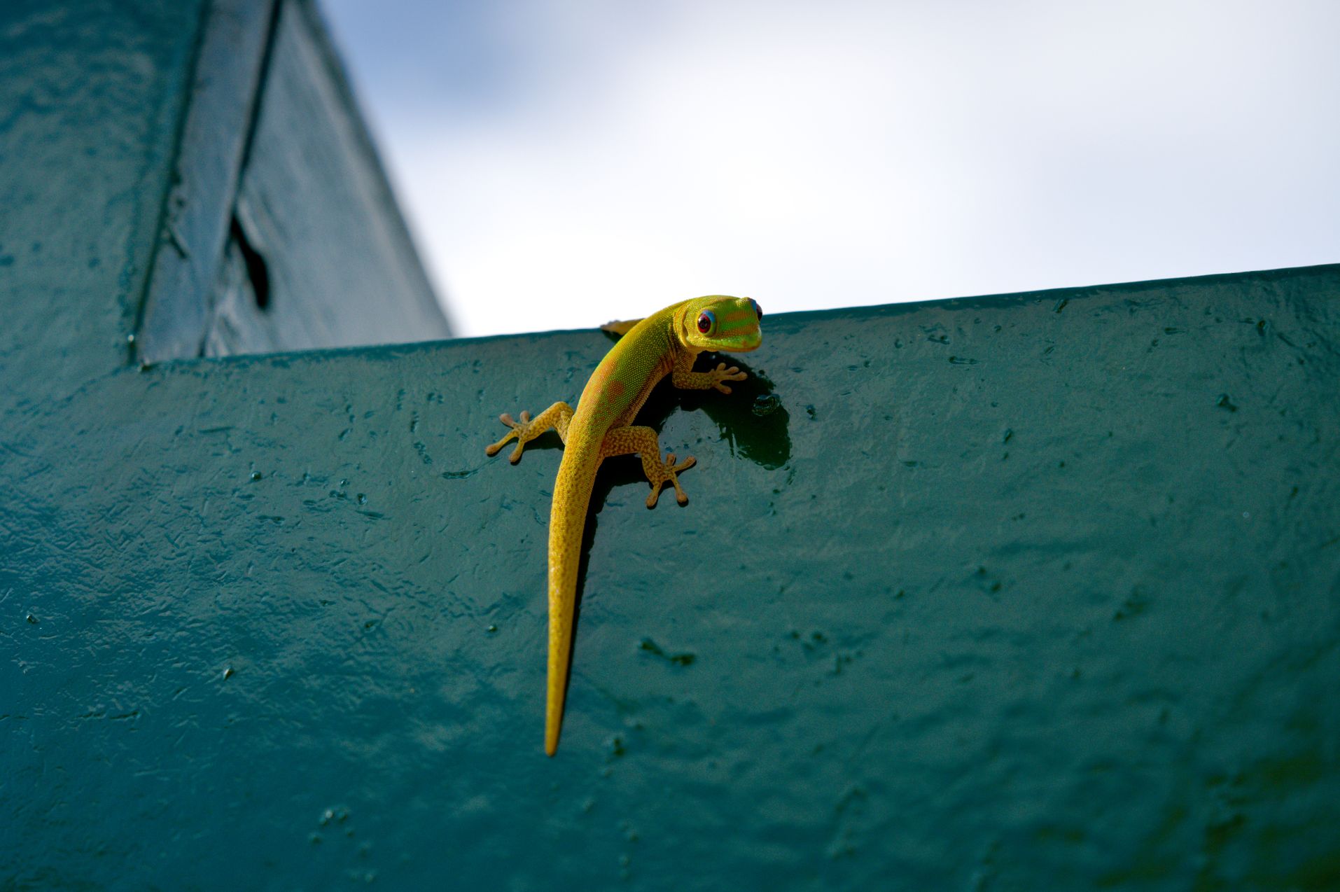 Complete Guide to Caring for Electric Blue Day Geckos