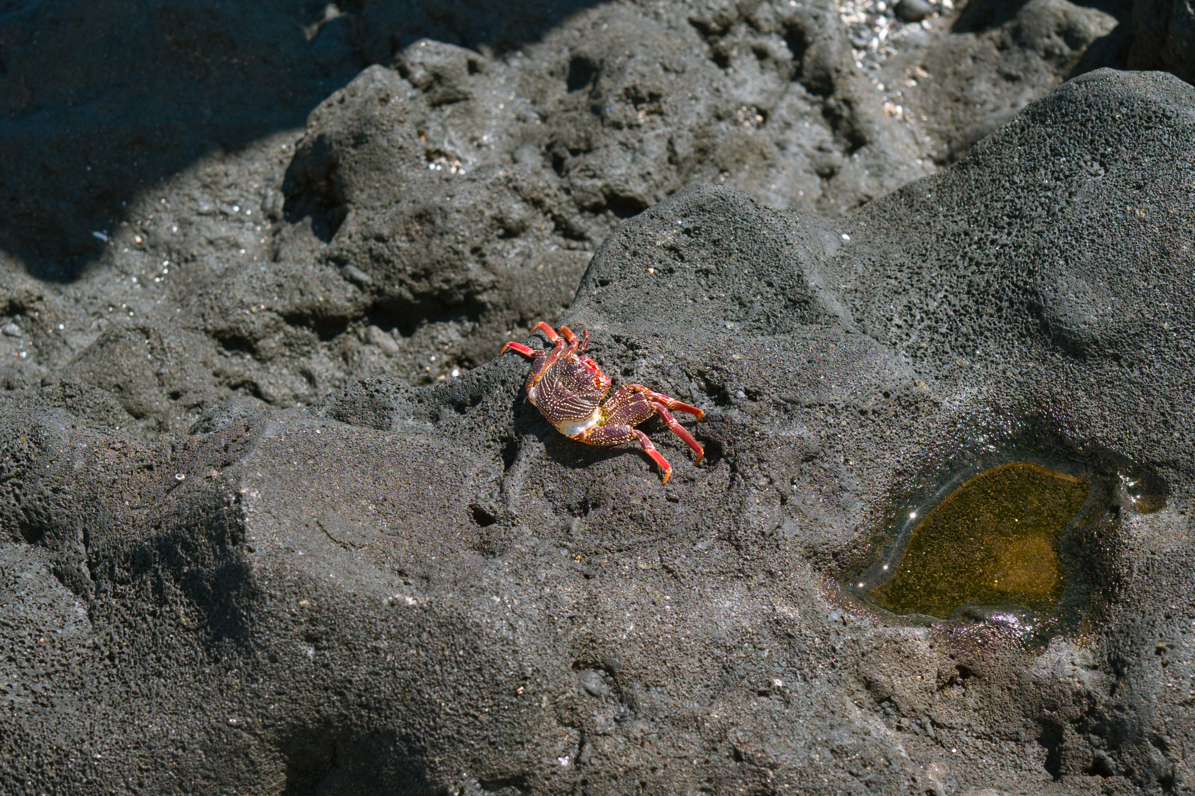 Red Rock Crab on Volcanic Terrain · Free Stock Photo