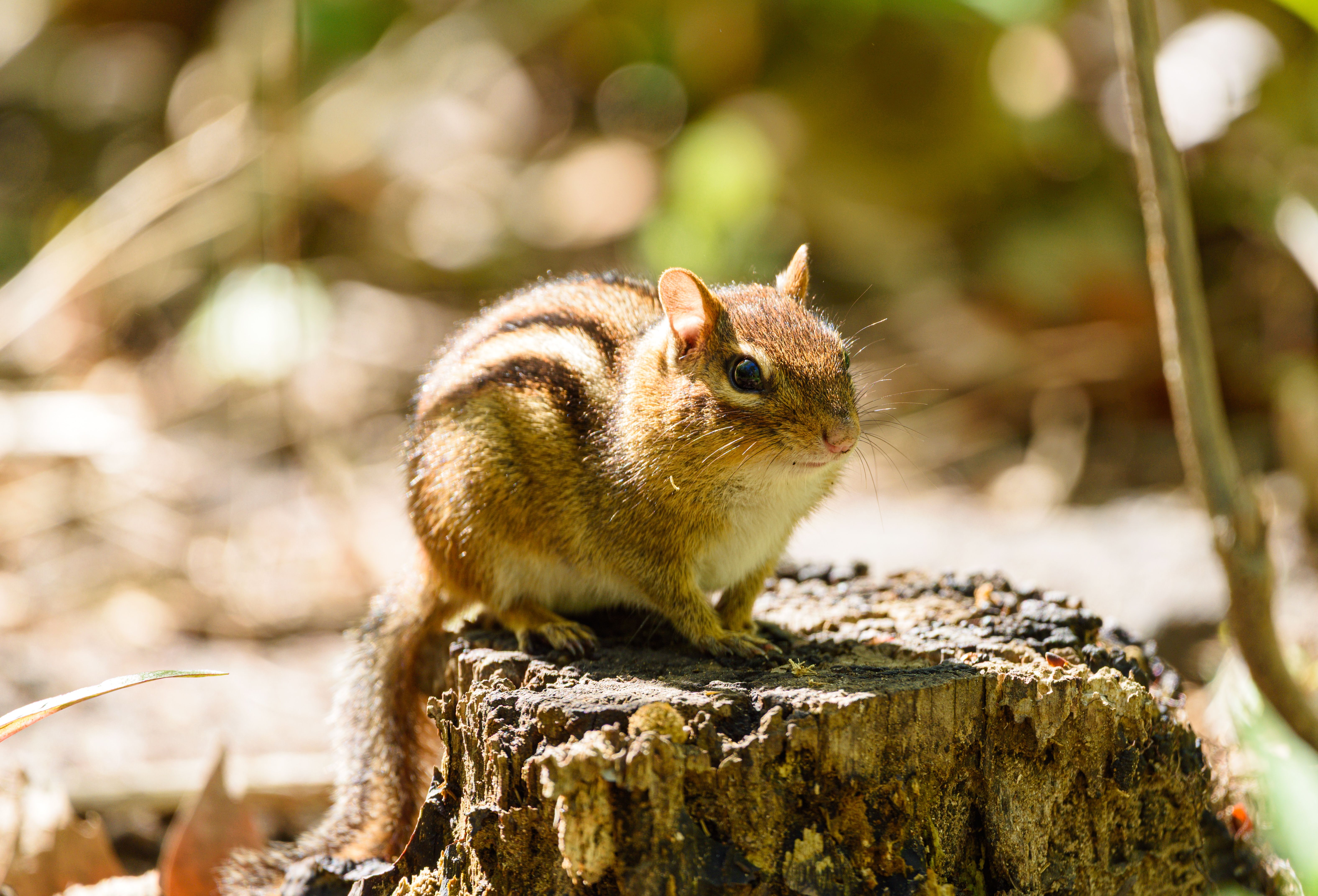 Eastern Chipmunk on Tree Stump in Forest · Free Stock Photo