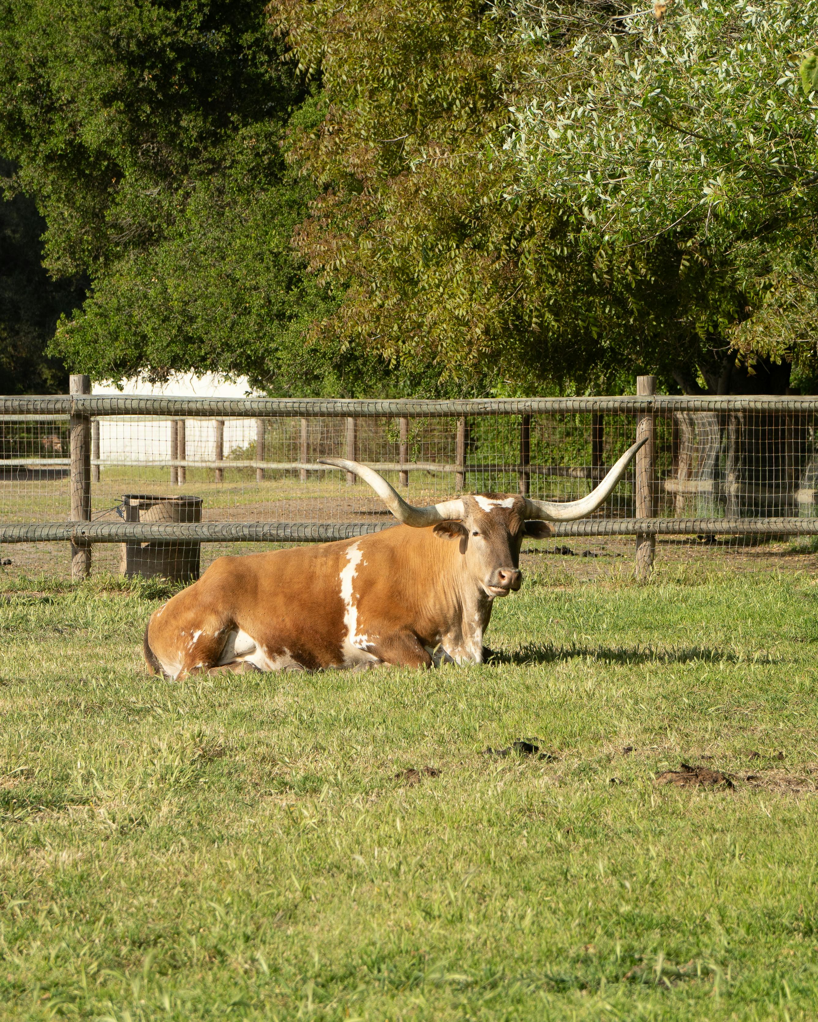 Full General Cow Photos, Download The BEST Free Full General Cow Stock ...