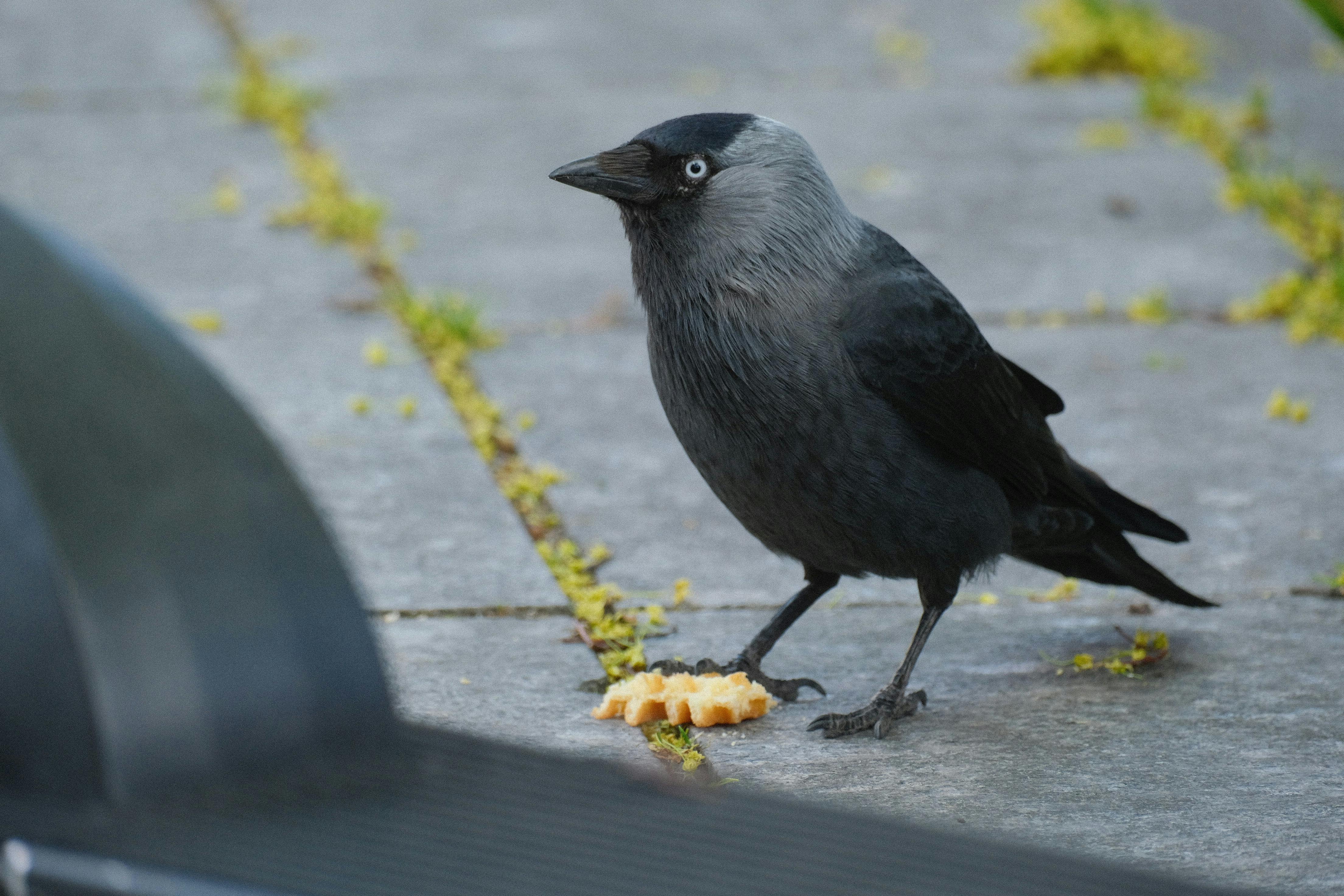 Crows Droing Photos, Download The BEST Free Crows Droing Stock Photos ...
