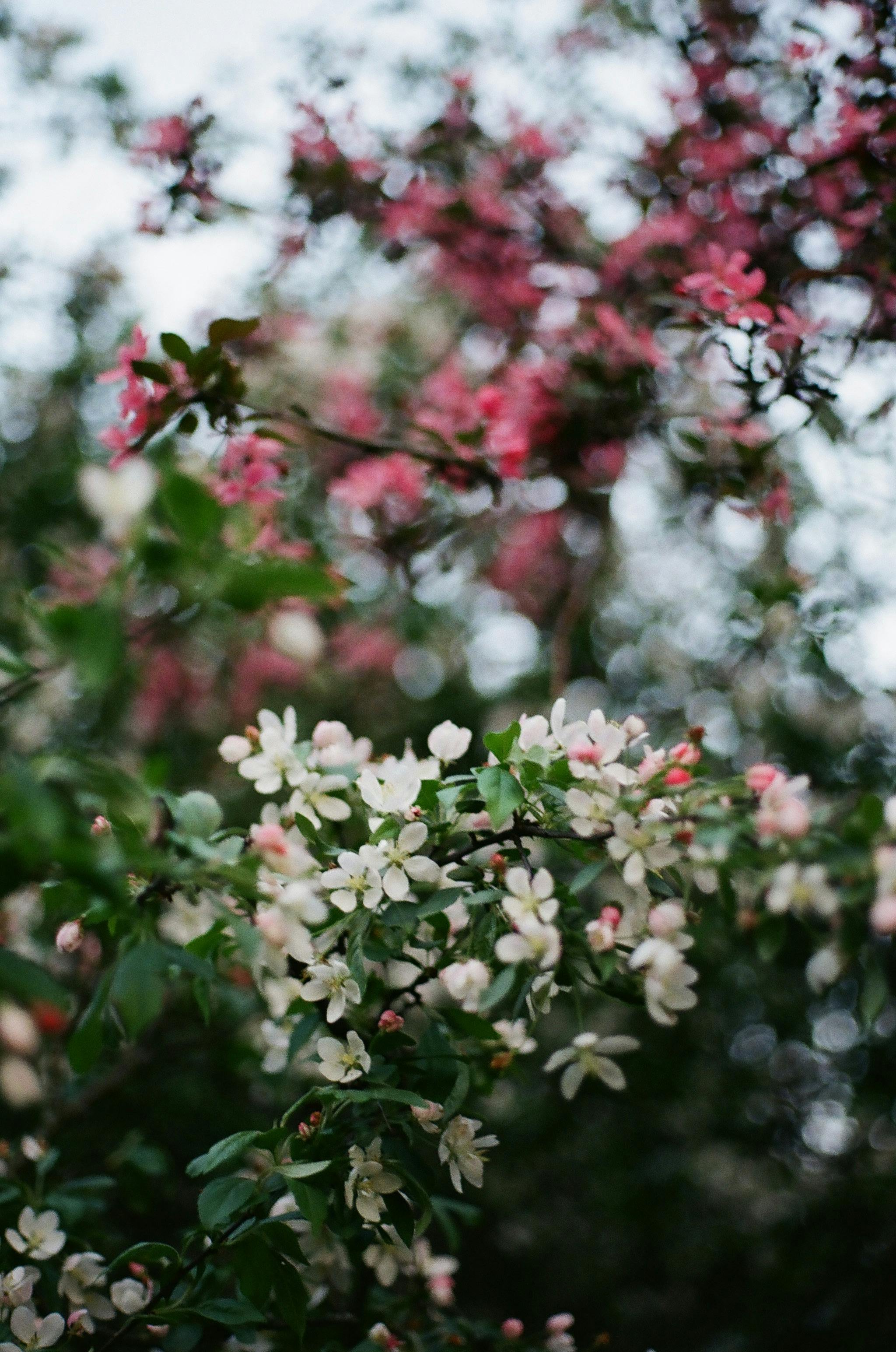 Roj Flower Photos, Download The BEST Free Roj Flower Stock Photos & HD ...