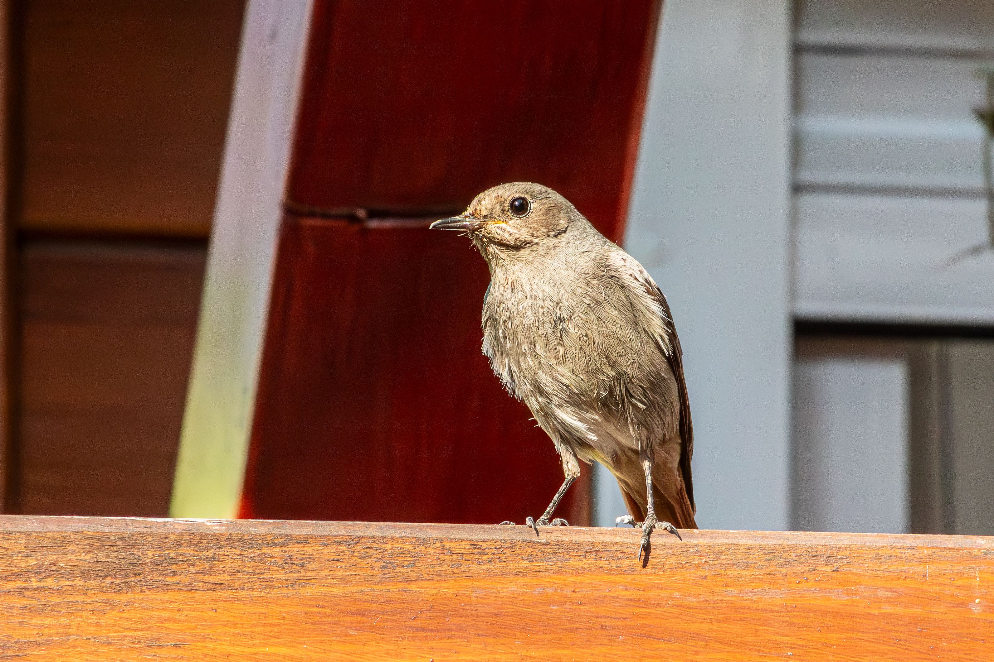 Close-Up of Small Bird on Wooden Ledge Outdoors · Free Stock Photo