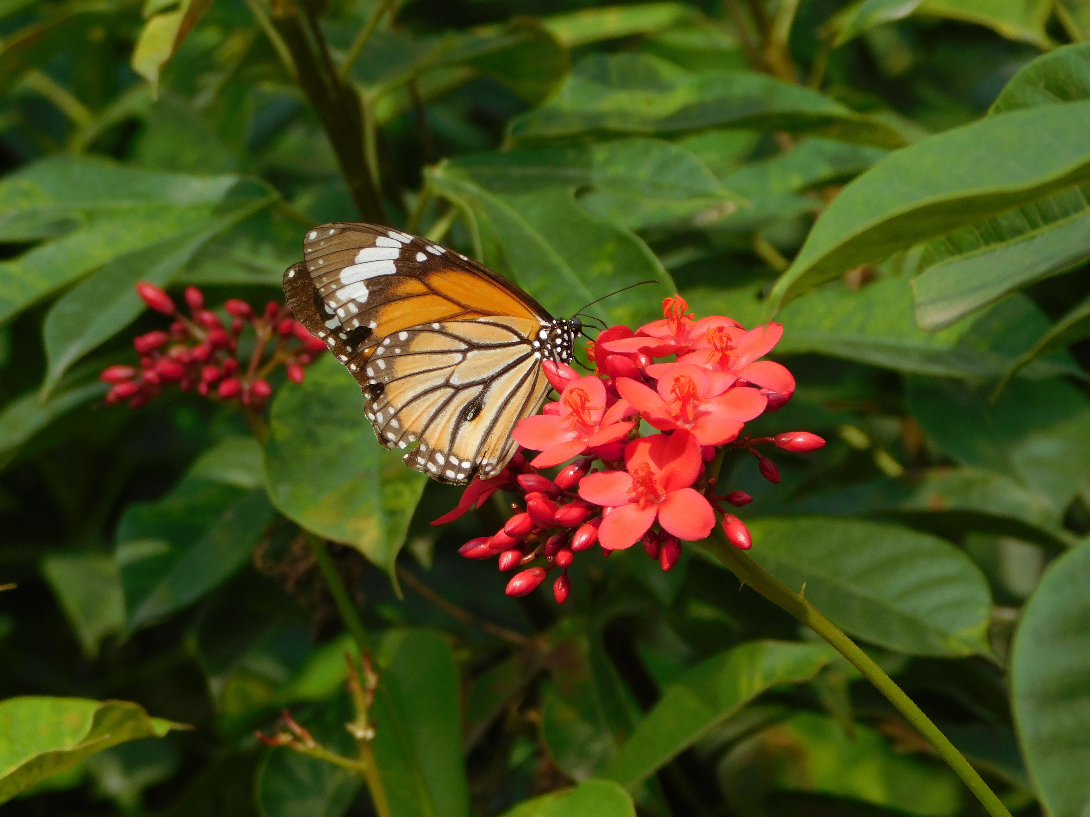 Monarch Butterfly on Vibrant Red Flowers · Free Stock Photo