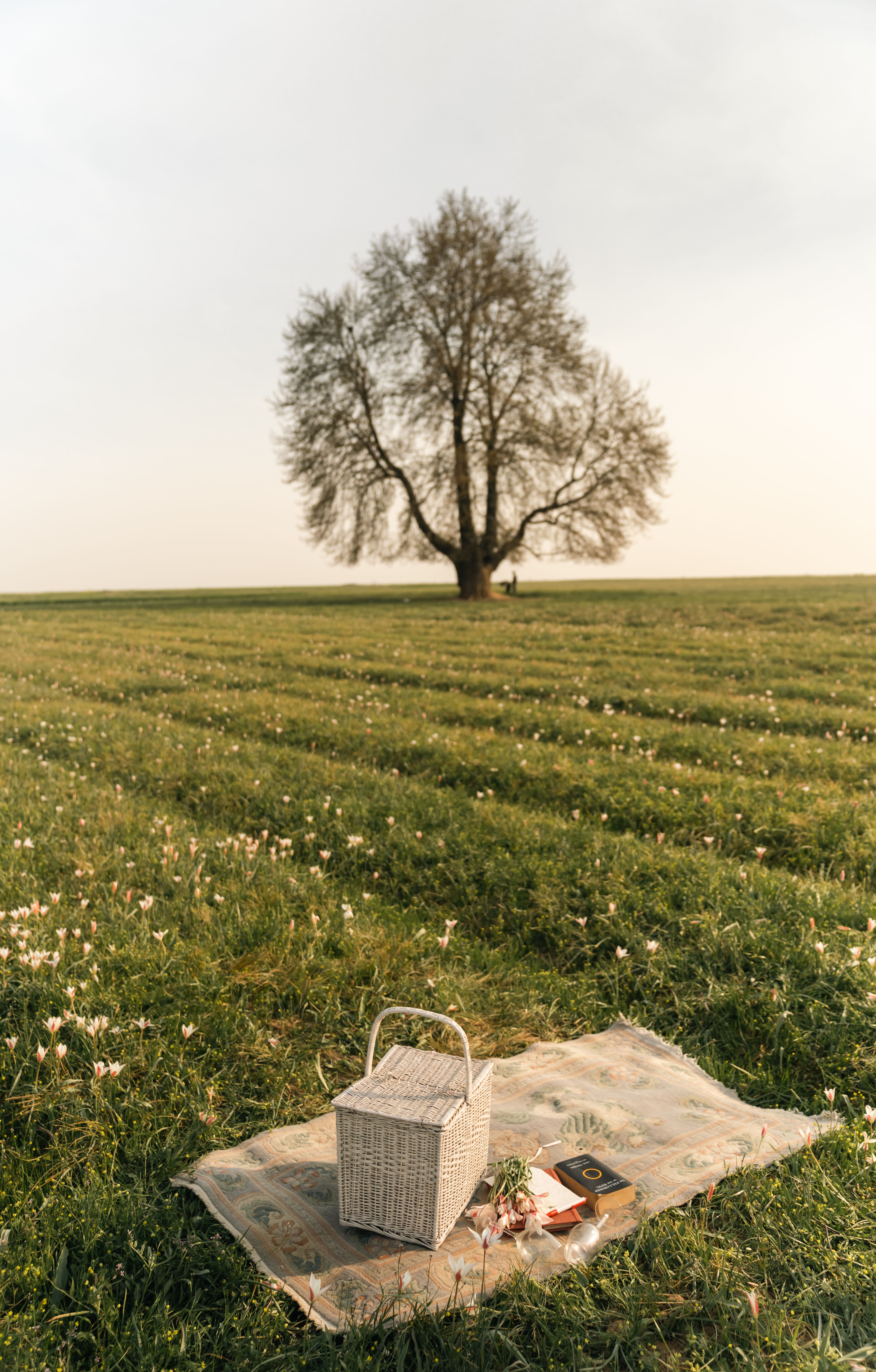 Serene Spring Picnic in Pampore Meadow · Free Stock Photo