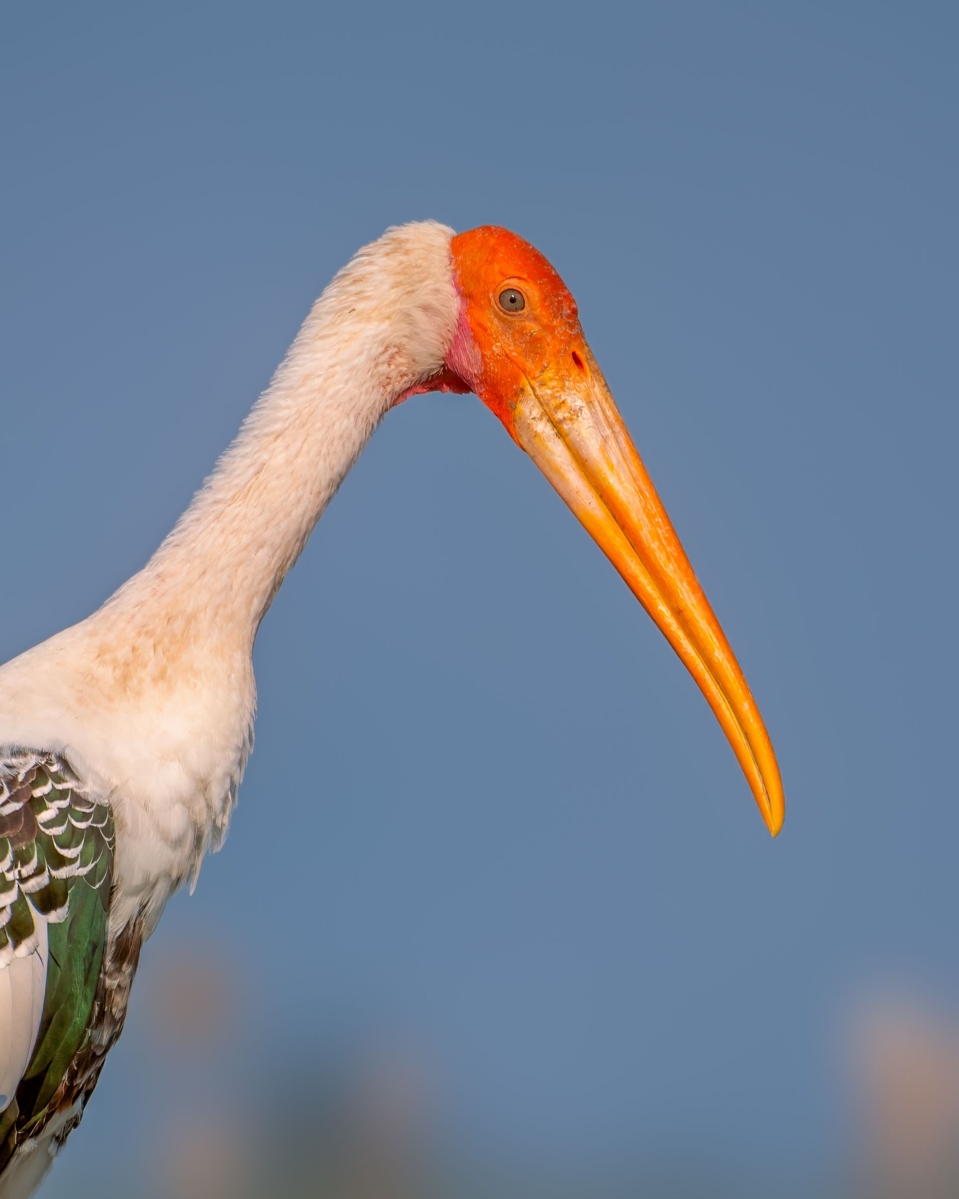 Close-up of Painted Stork Against Blue Sky · Free Stock Photo