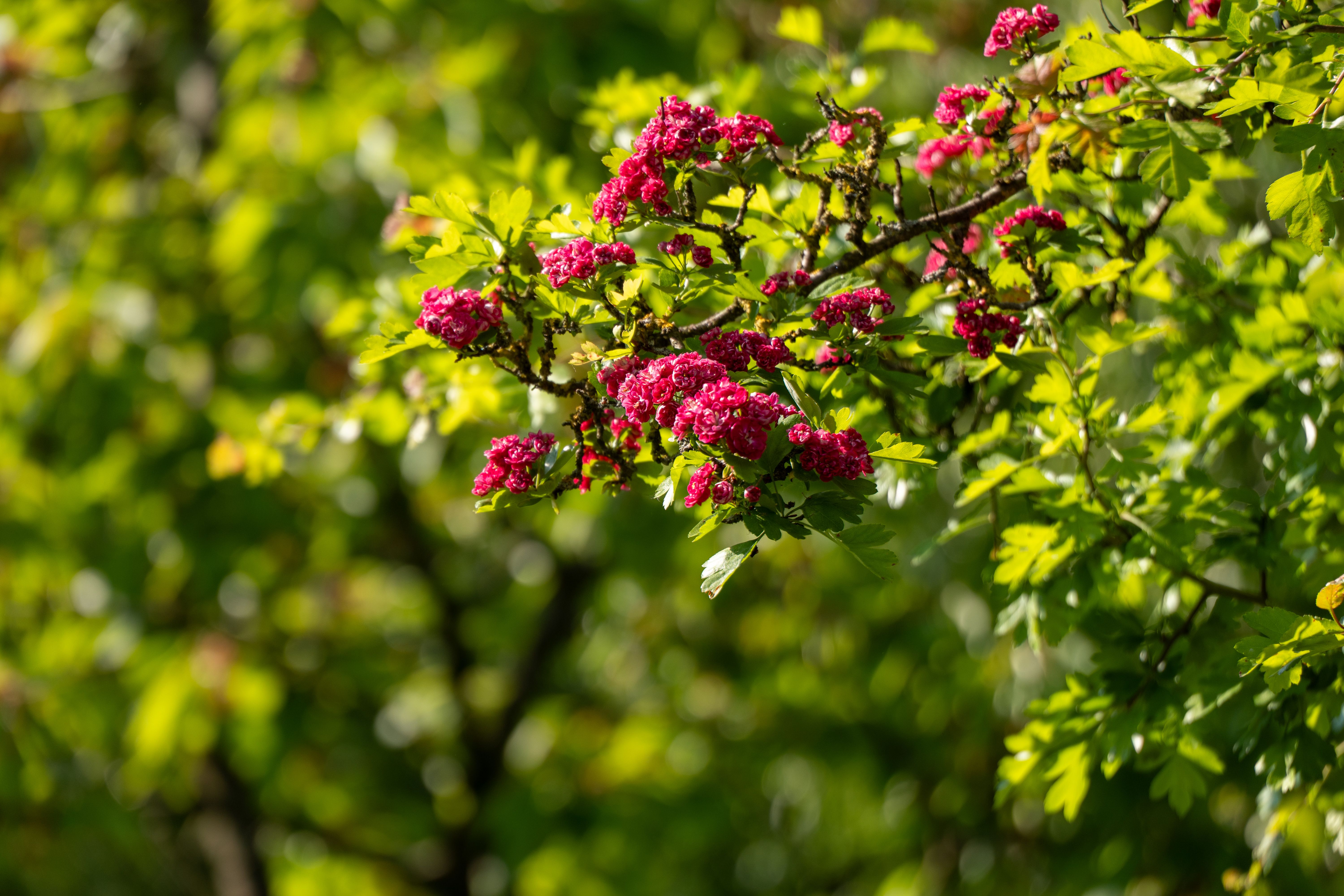Vibrant Hawthorn Blossoms in Spring Sunshine · Free Stock Photo