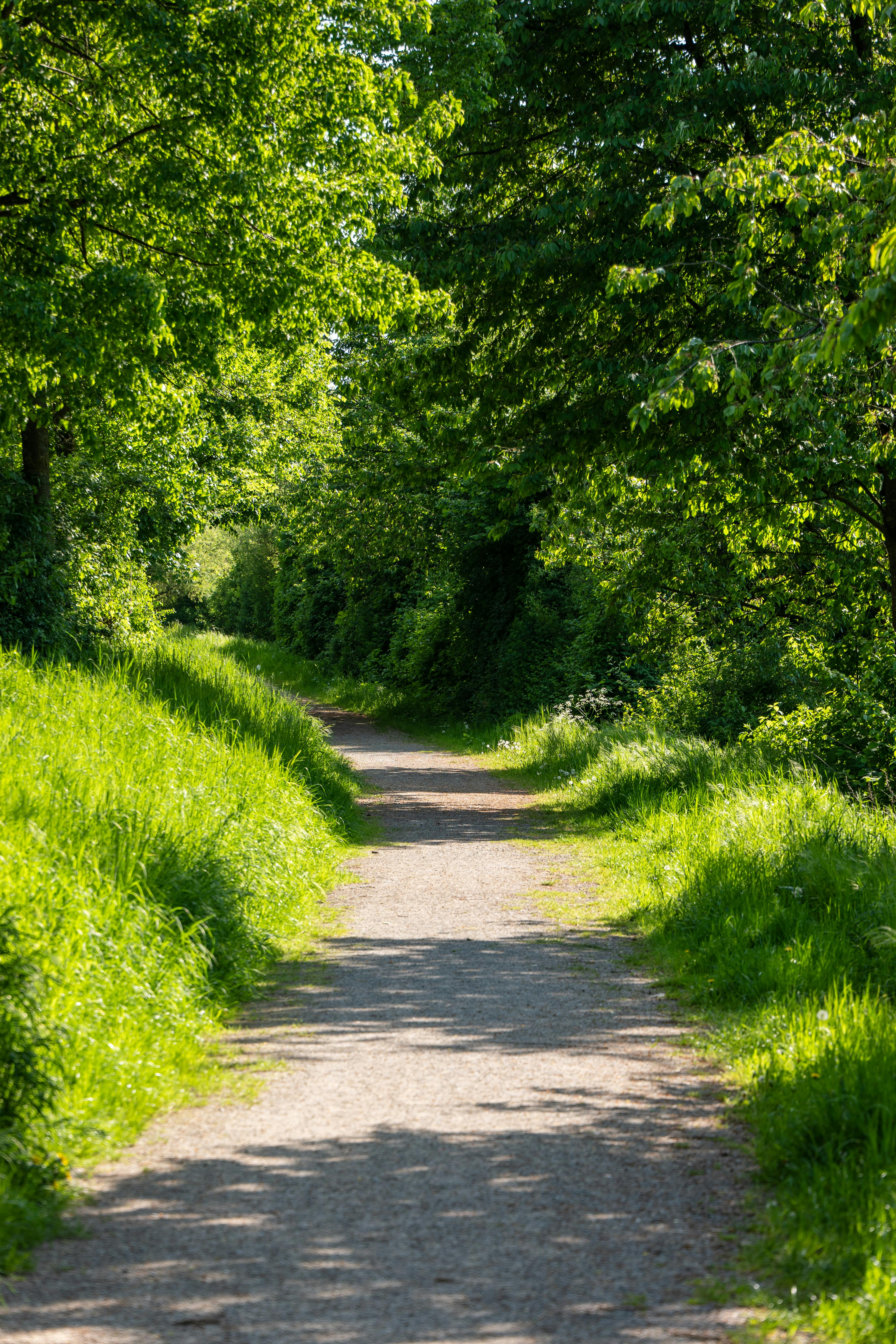 Sunny Summer Pathway Through Lush Green Forest · Free Stock Photo