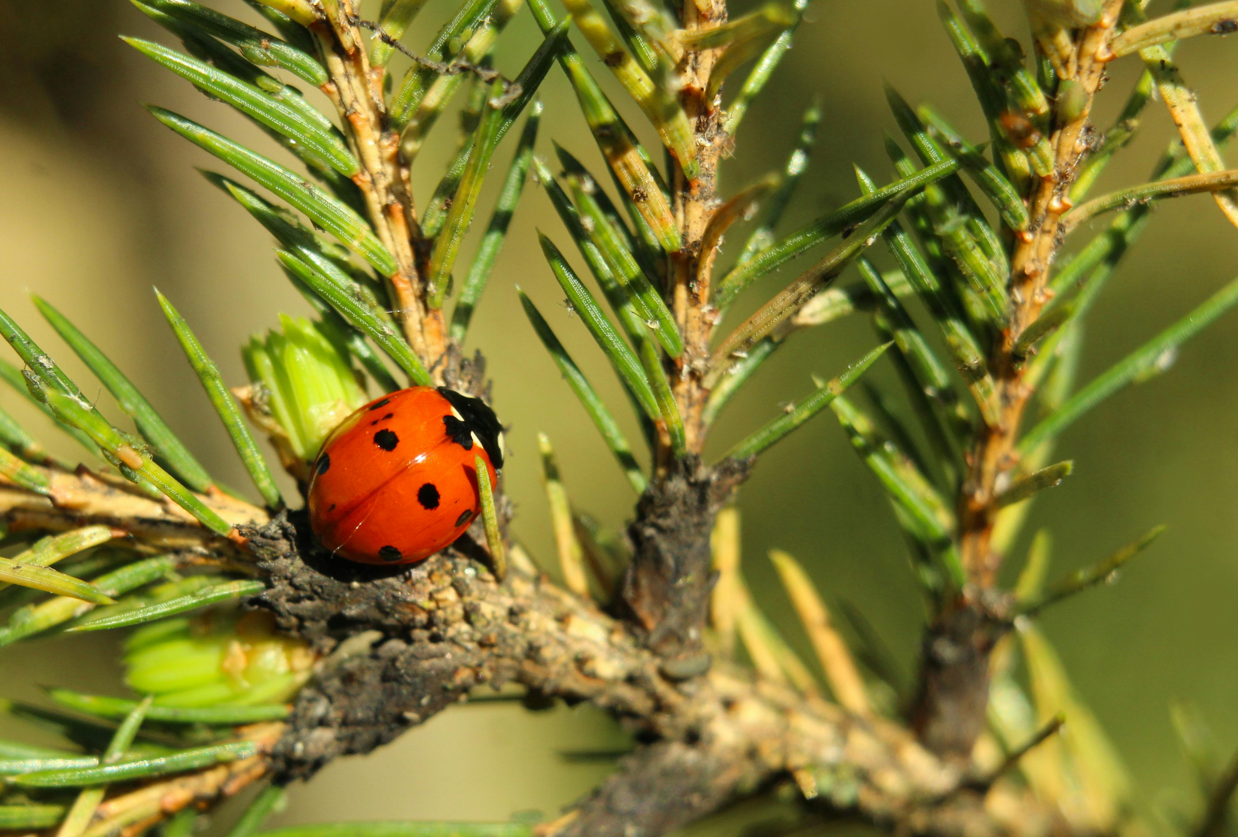 2 Lady Bug on Green Leaf · Free Stock Photo