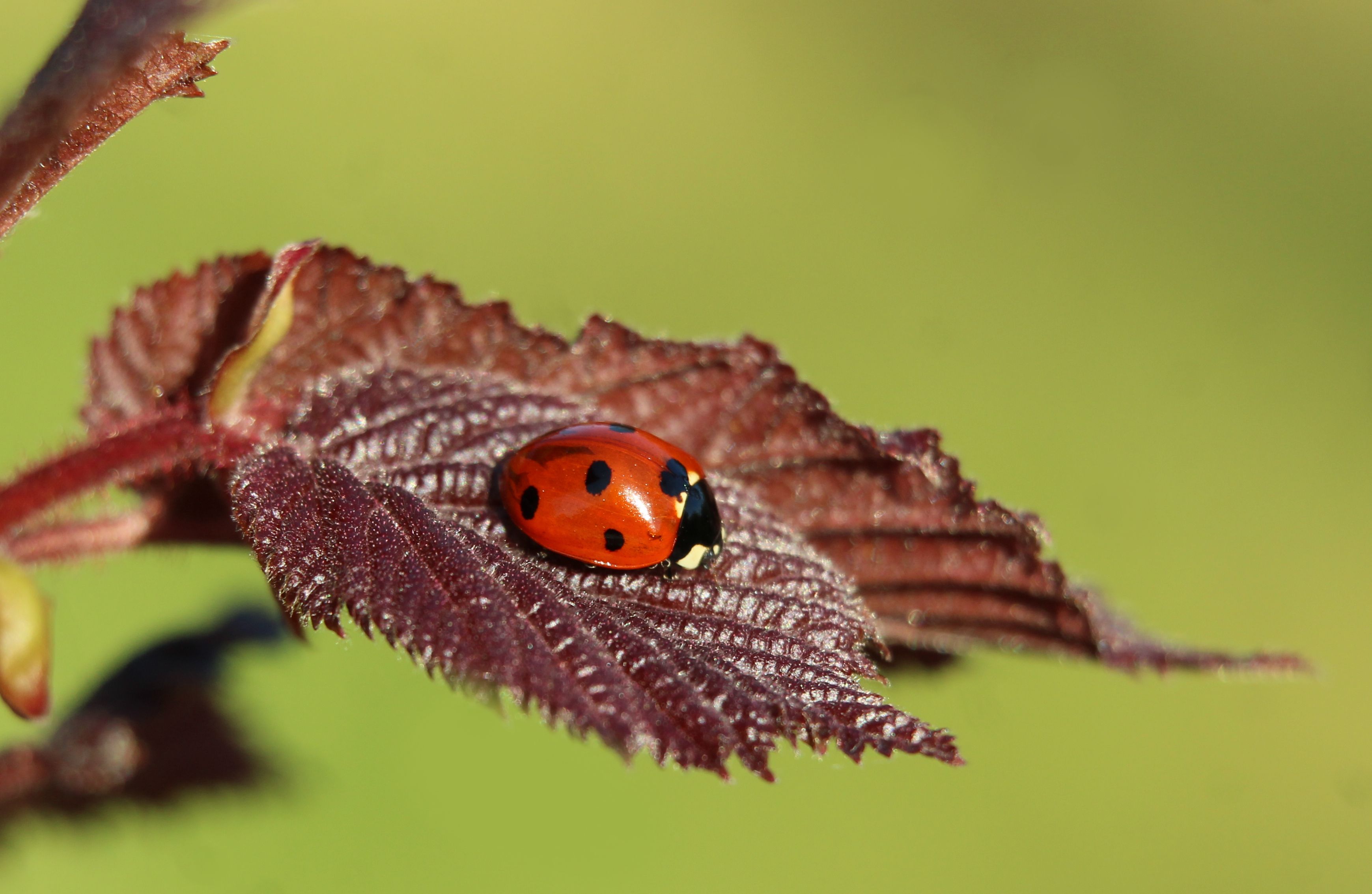 Benedict Beetle Photos, Download The BEST Free Benedict Beetle Stock ...