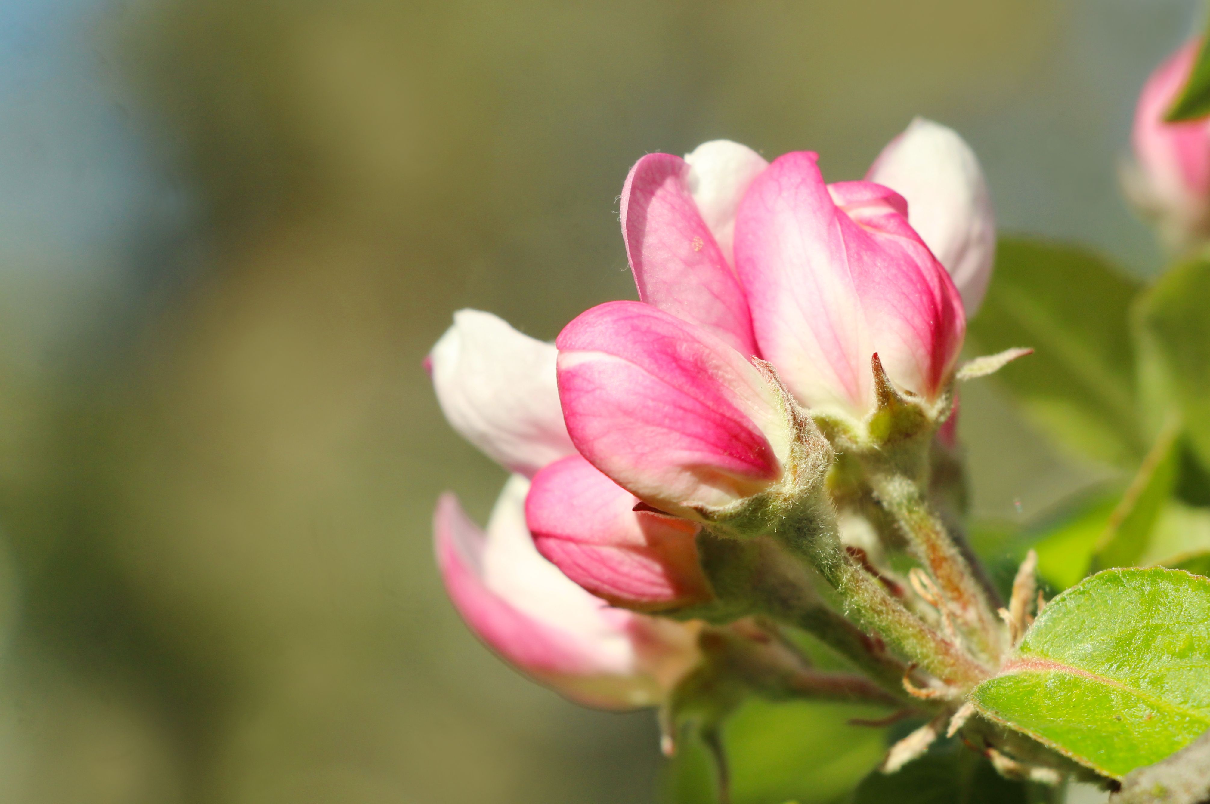 Close-up of Pink Apple Blossom Buds in Spring · Free Stock Photo