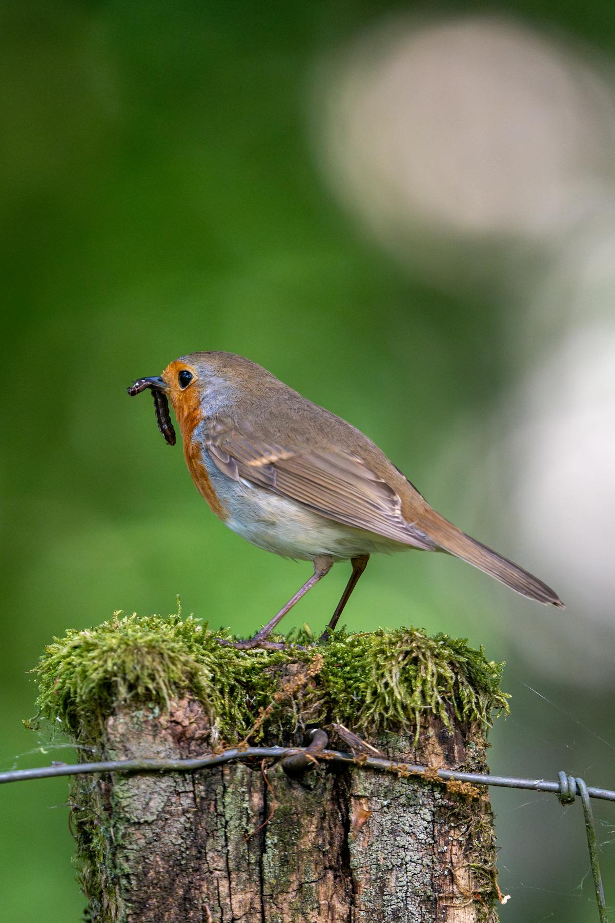 Robin Photos, Download The BEST Free Robin Stock Photos & HD Images