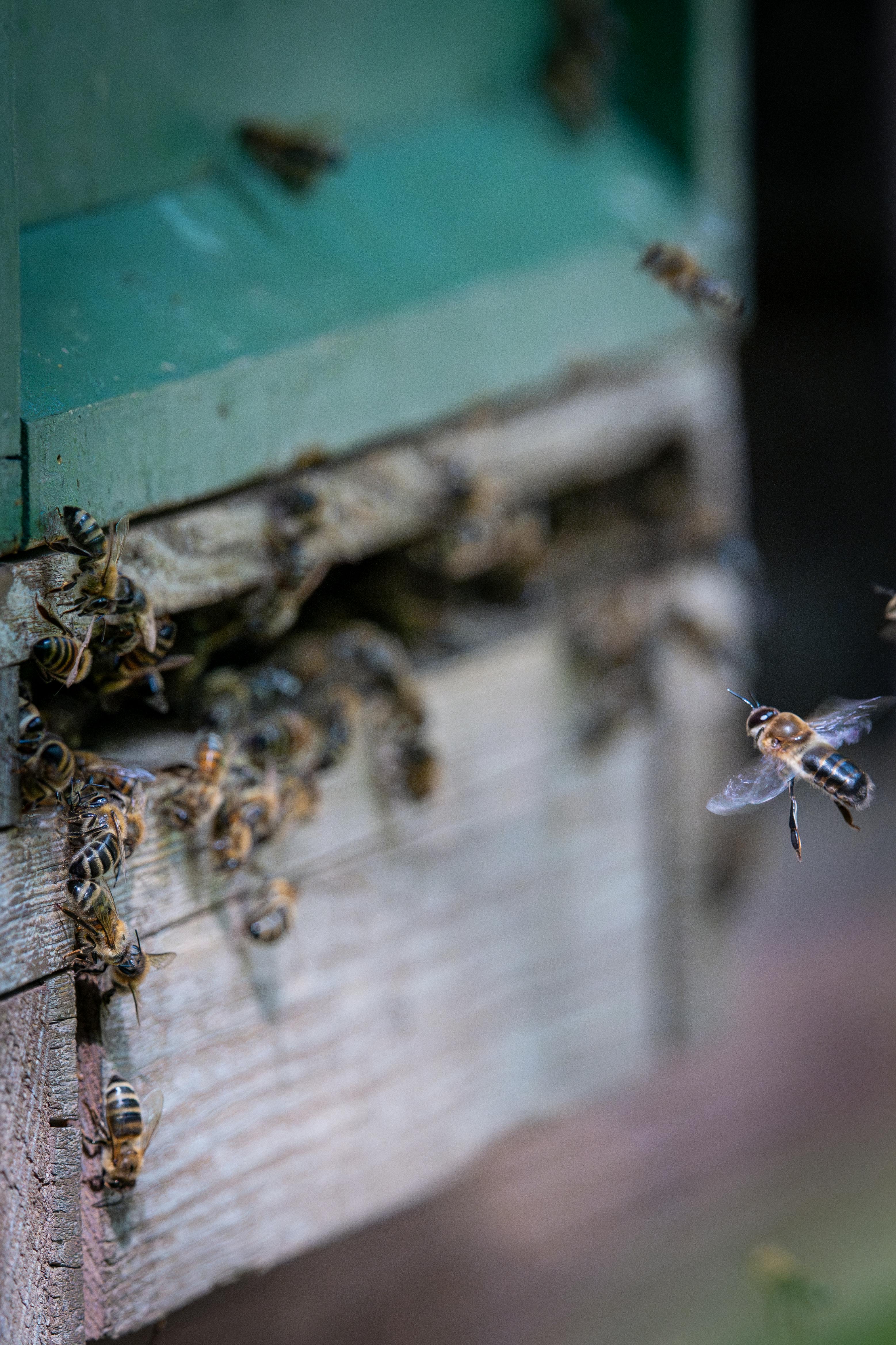Honey Bees Photos, Download The BEST Free Honey Bees Stock Photos & HD ...