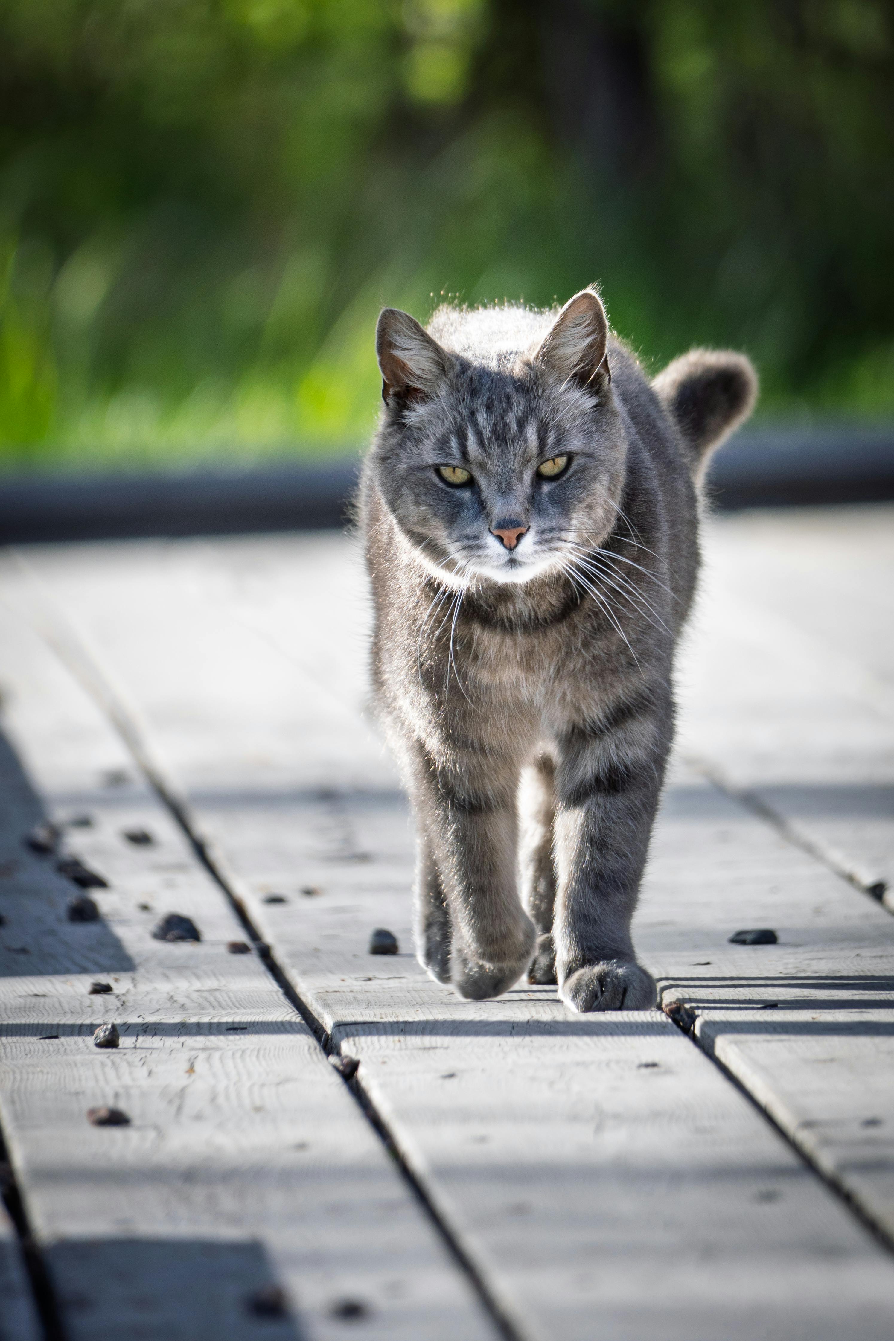 Gray Tabby Cat Walking on Sunlit Wooden Path · Free Stock Photo