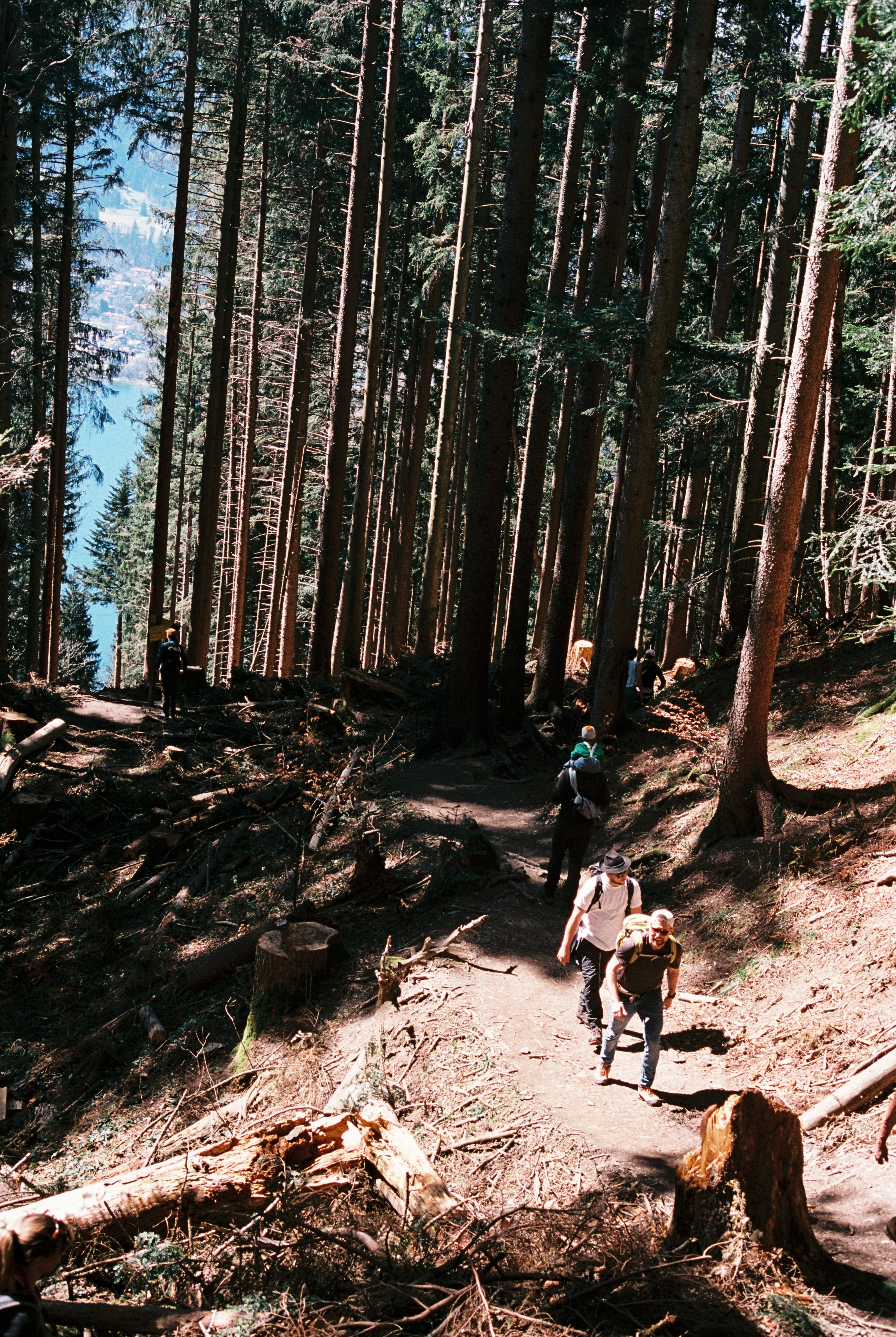 Scenic Forest Hike in Bavaria · Free Stock Photo