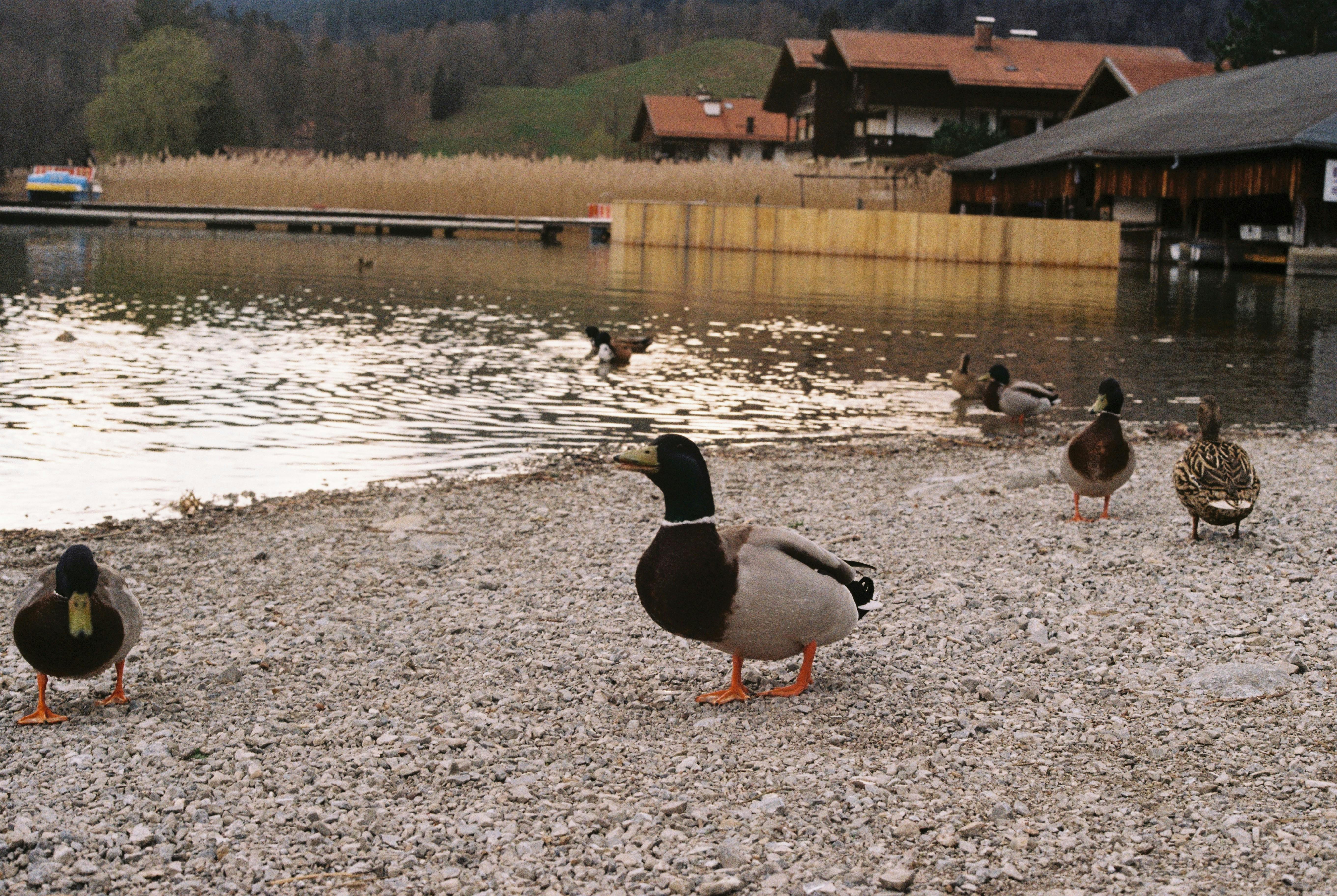 Ducks by Bavarian Lake in Autumnal Setting · Free Stock Photo