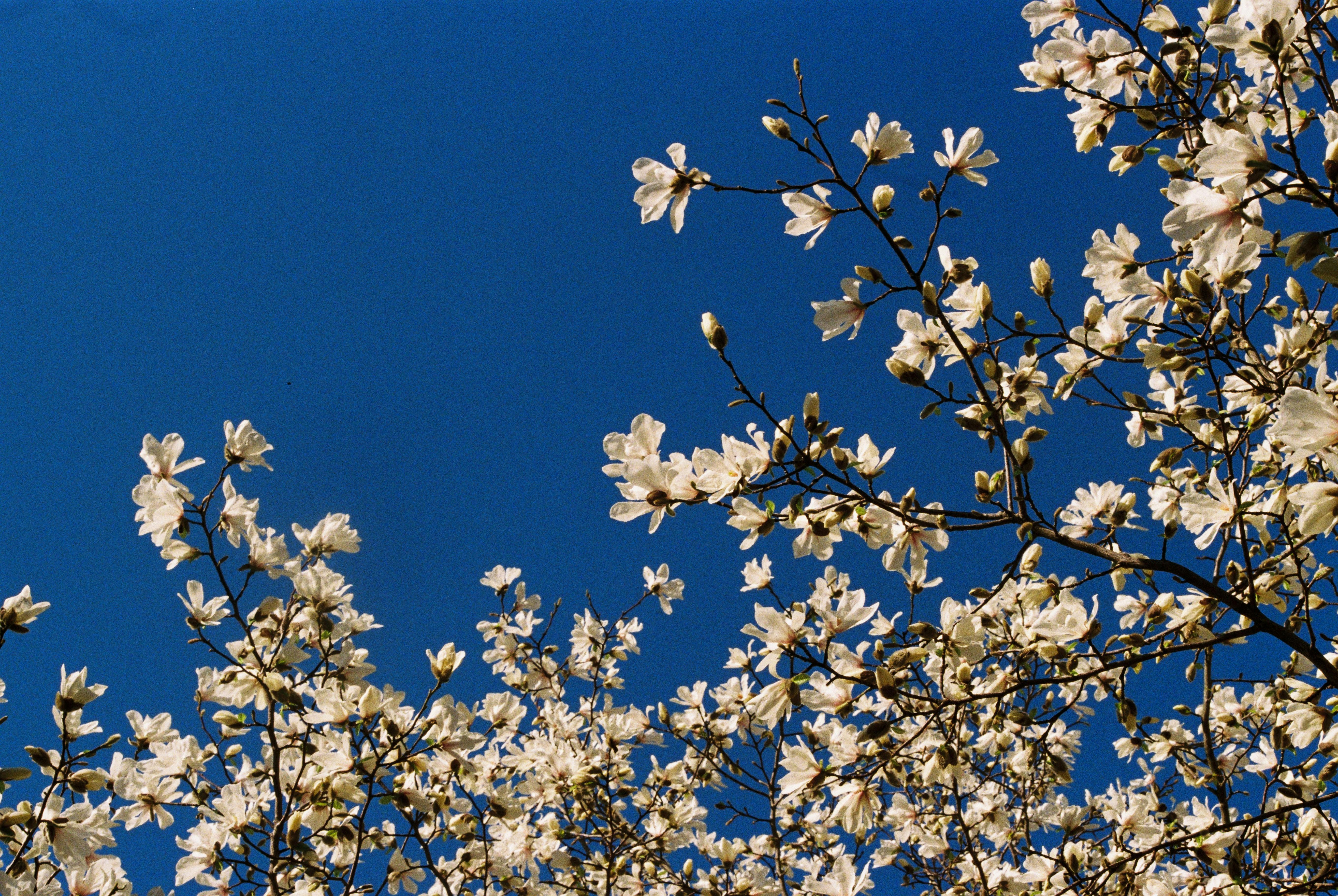 Springtime Photos, Download The BEST Free Springtime Stock Photos & HD ...