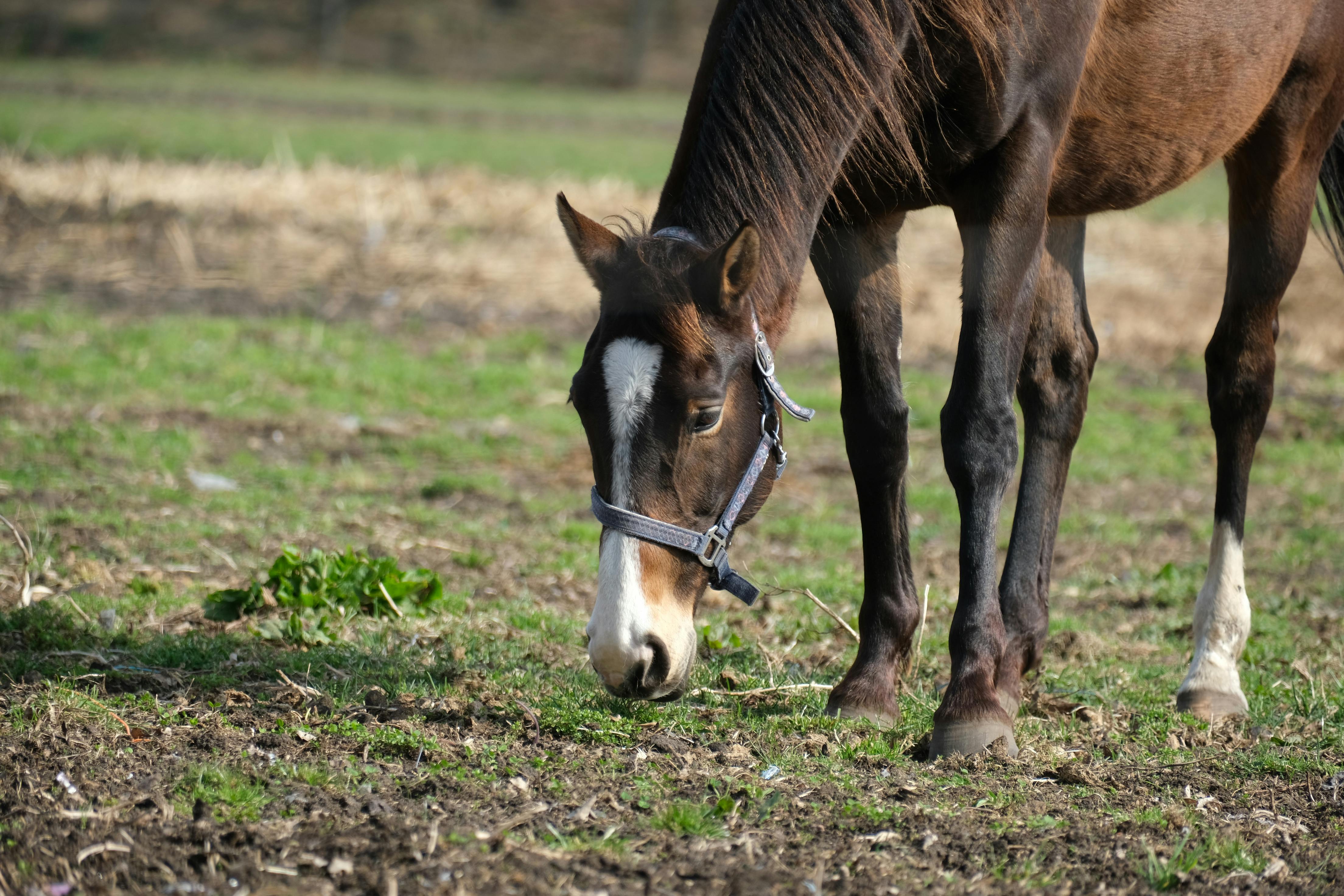 Mare Kale Vucut Photos, Download The BEST Free Mare Kale Vucut Stock ...