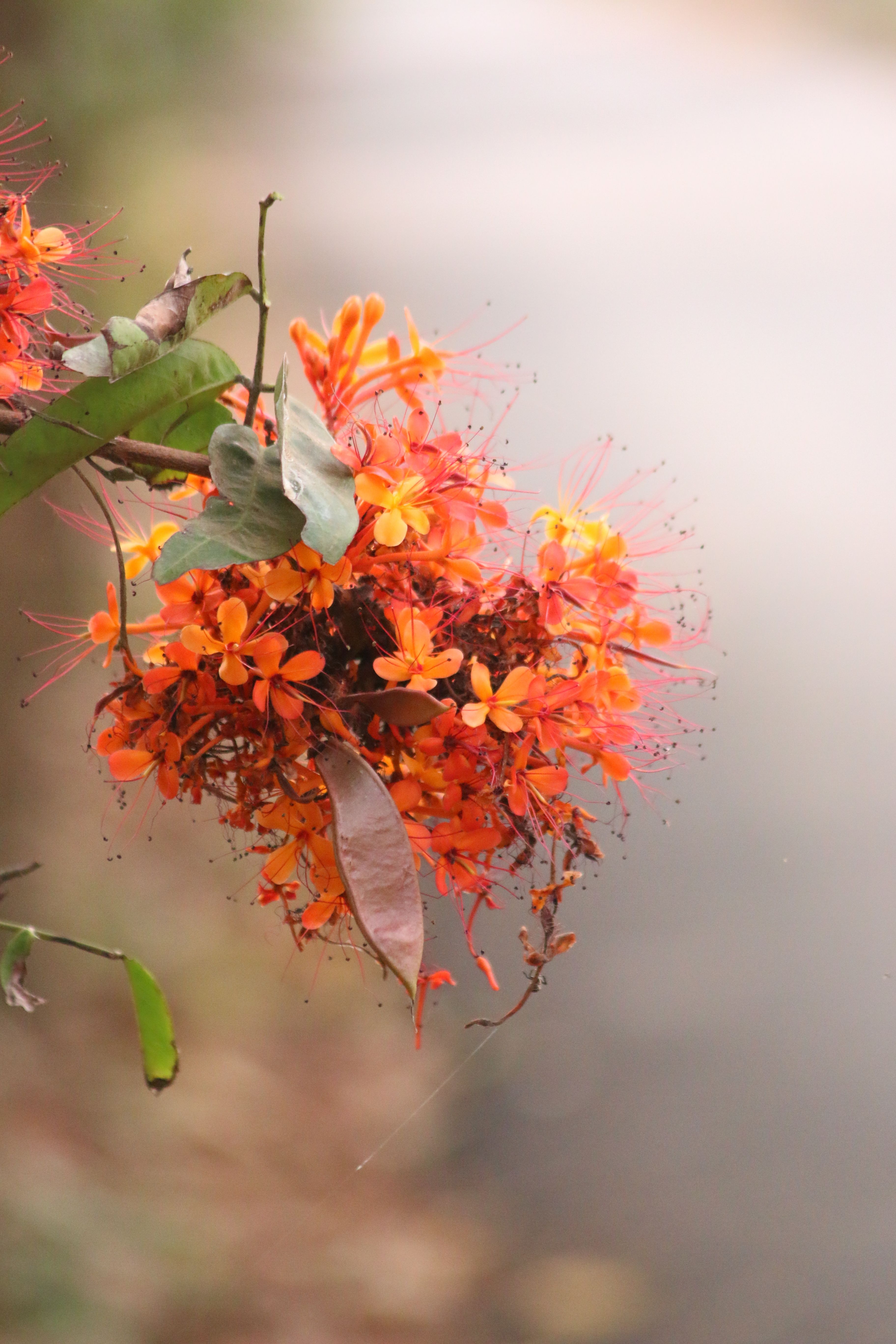 Vibrant Red Jungle Flame Flowers in Focus · Free Stock Photo