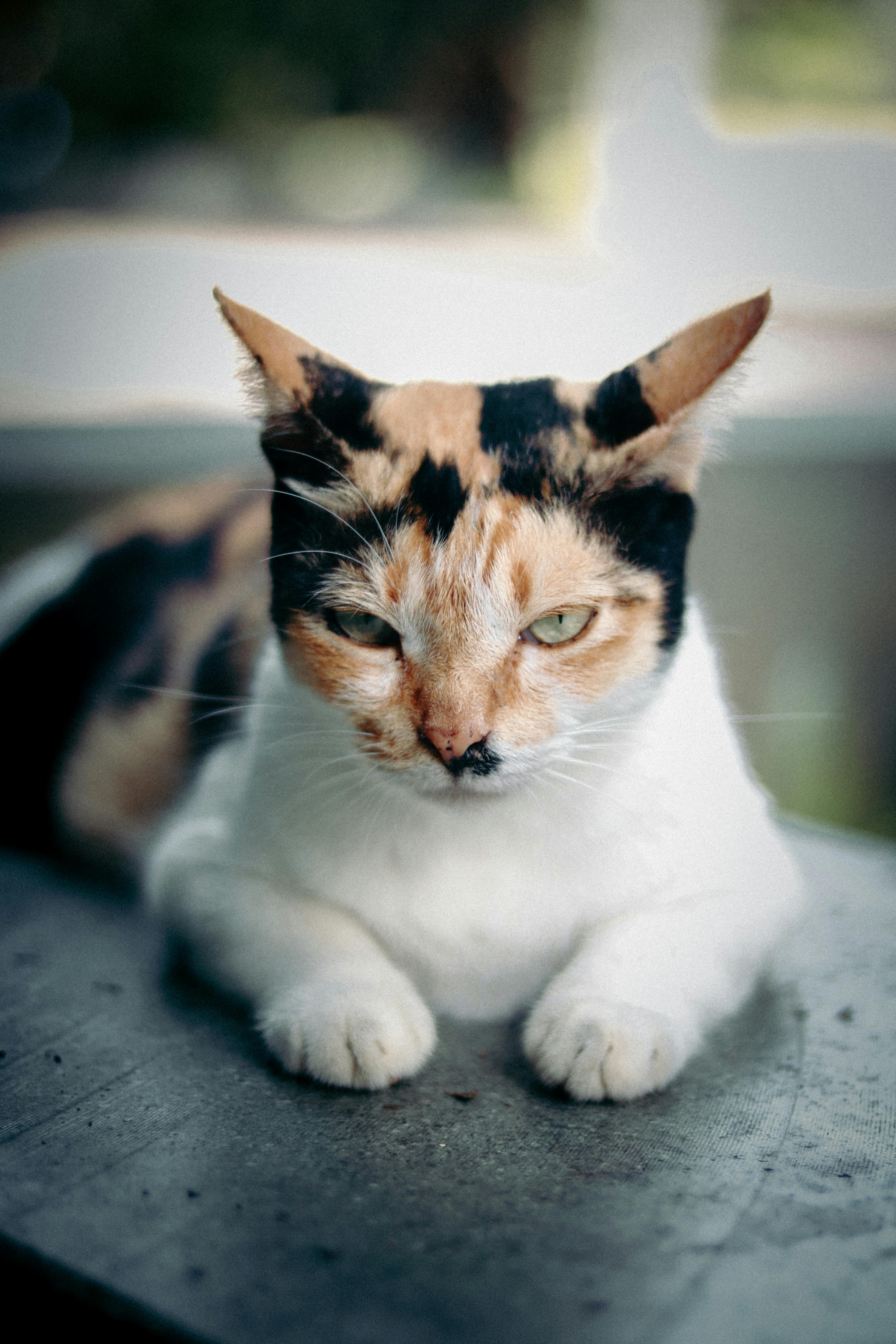 1 000+ Bokep+barat+terjemah+bokep+barat+pijat banque d’images et photos libres de droit ...