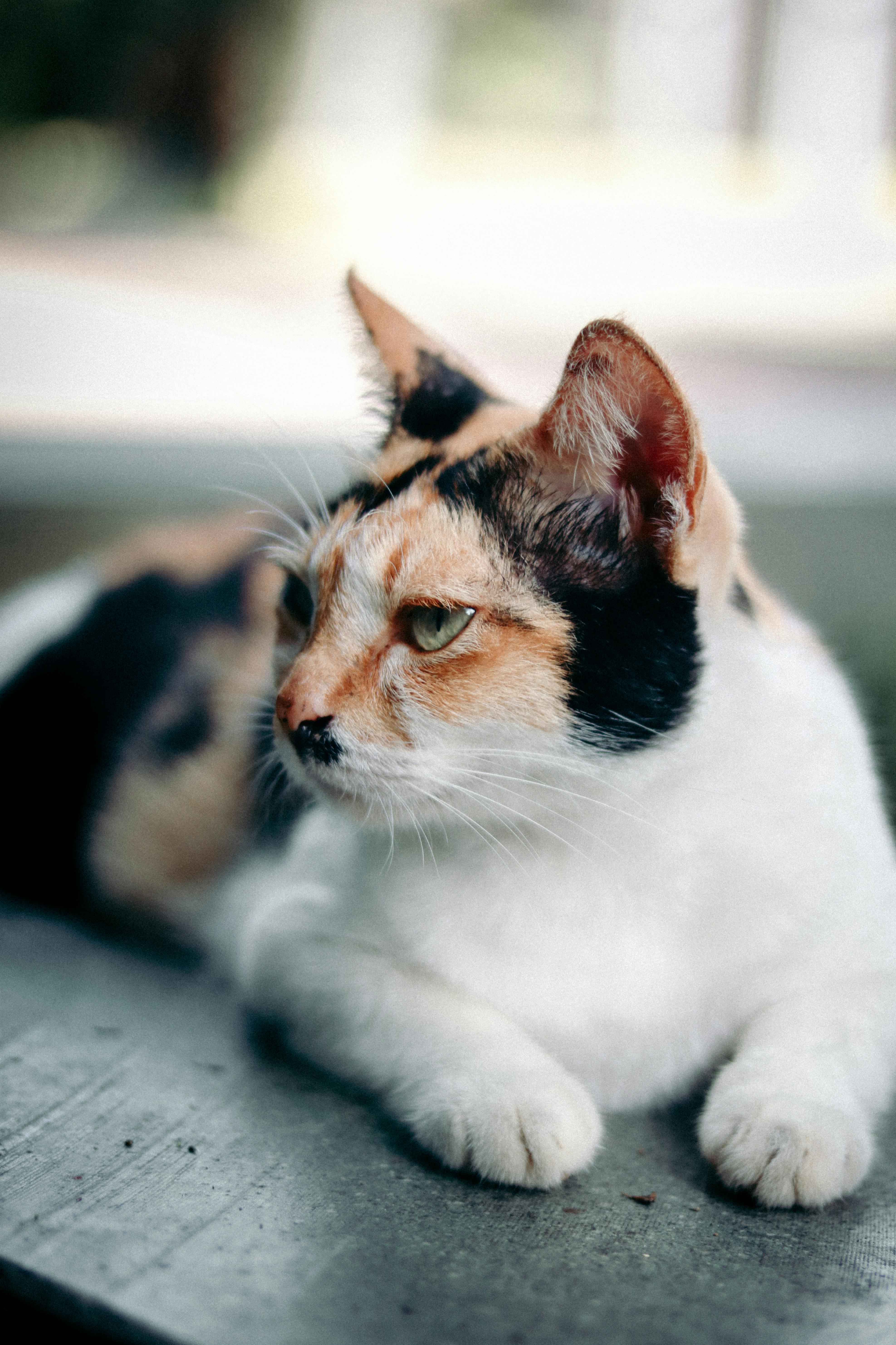 Bokep+Barat+Kontol+Besar Photos, Download The BEST Free Bokep+Barat+Kontol+Besar Stock Photos ...