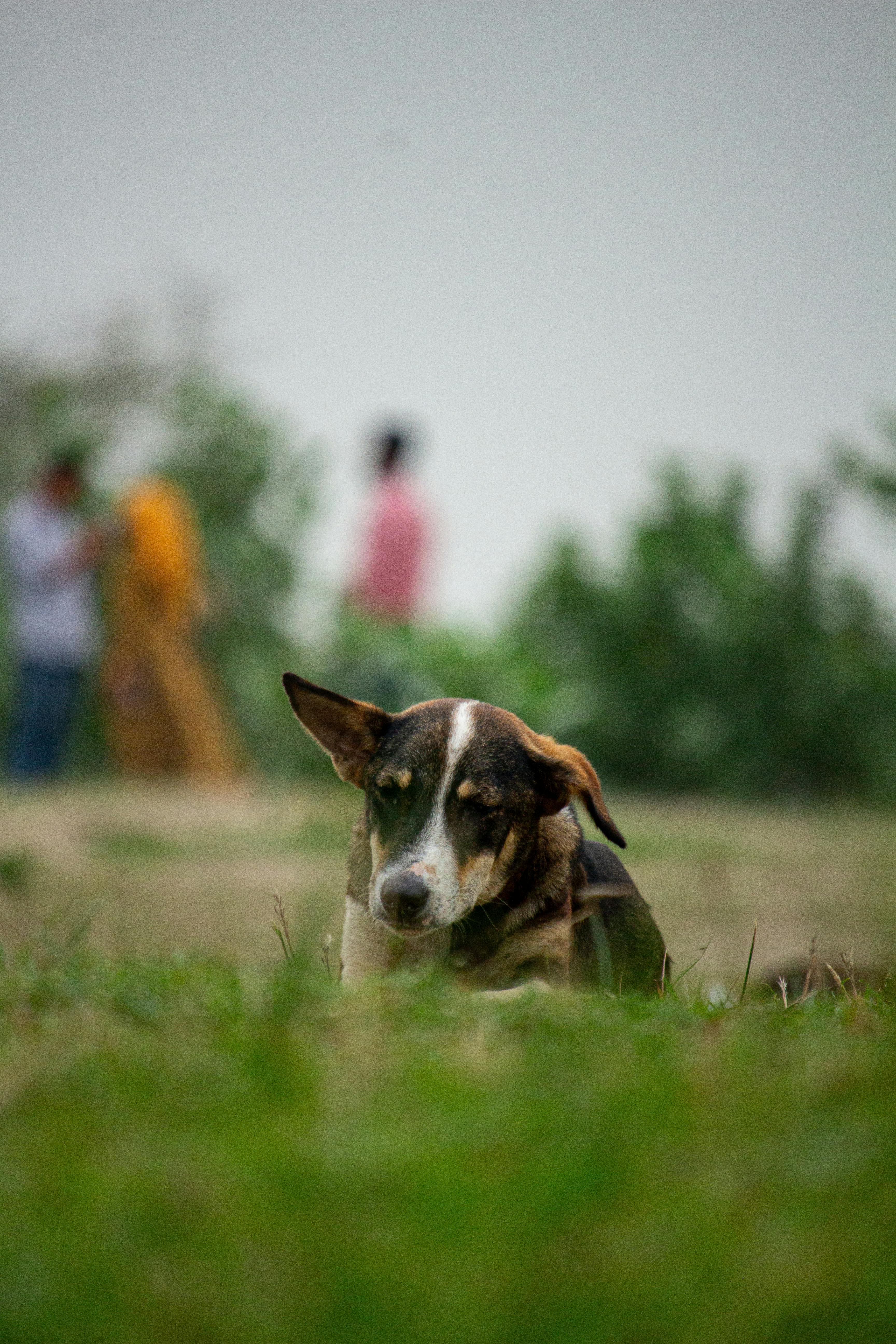 Stray Dog Resting in Dhaka Park Setting · Free Stock Photo
