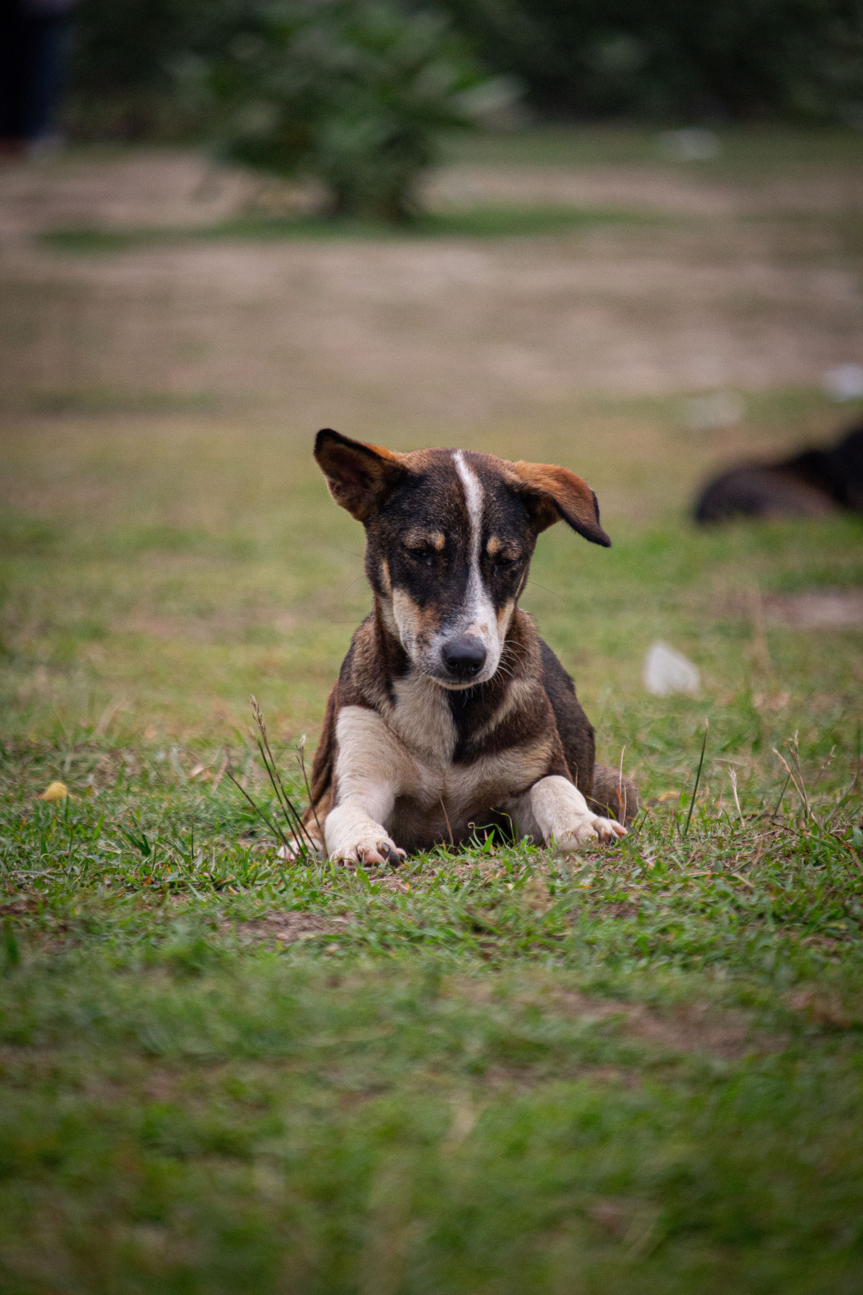 Rabies Dog Asia Photos, Download The BEST Free Rabies Dog Asia Stock ...
