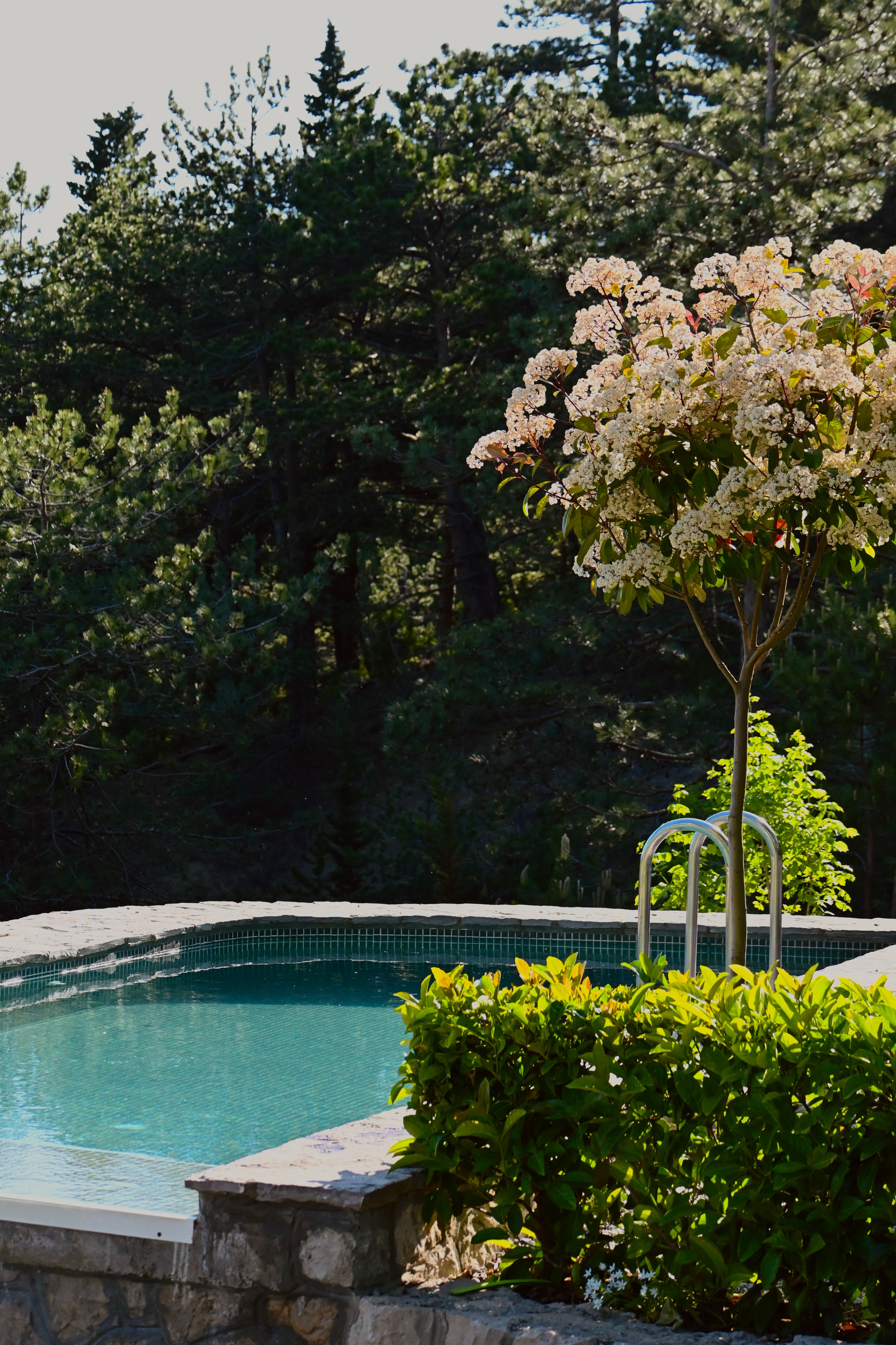 Tranquil Poolside with Blooming Tree in Summer · Free Stock Photo