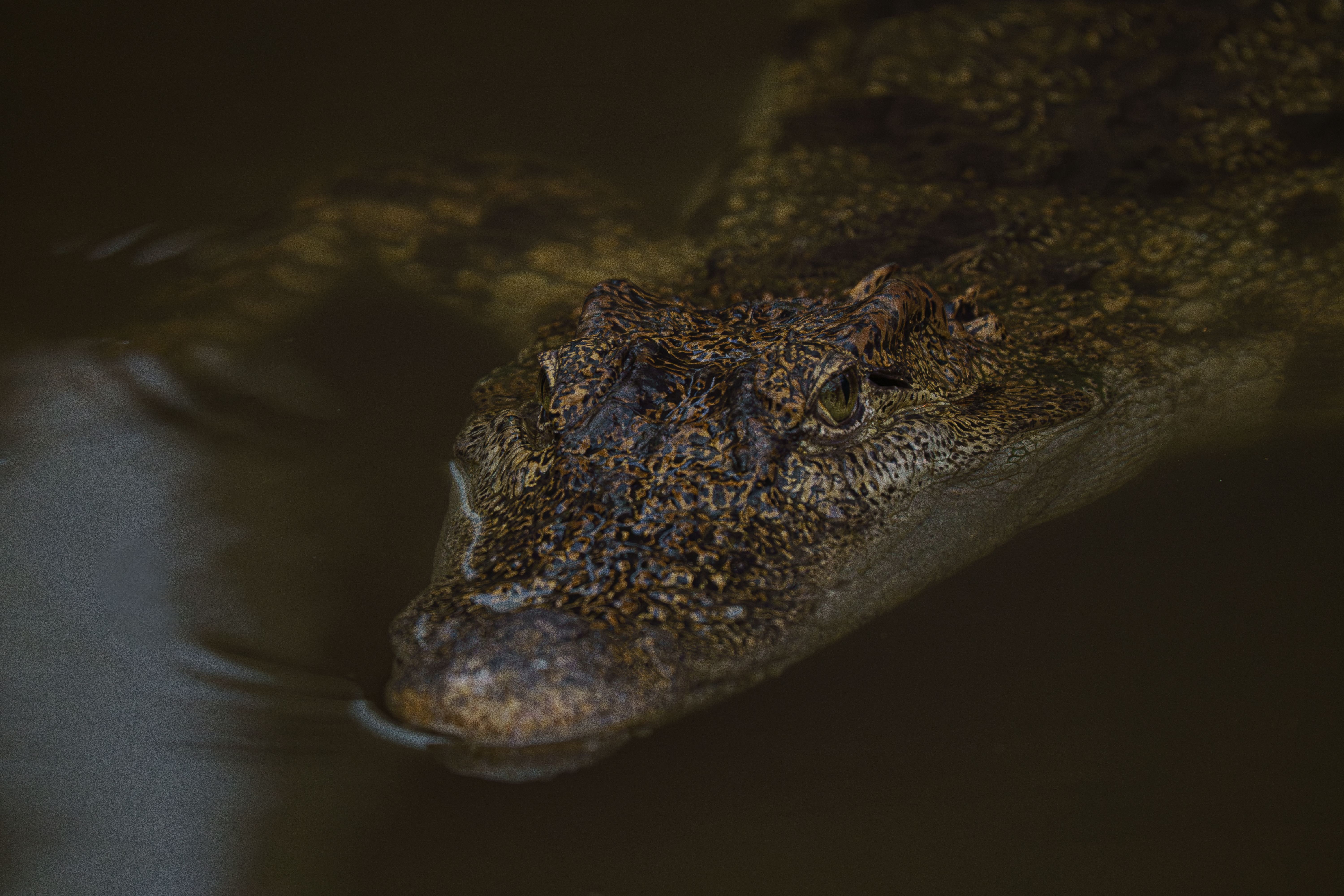 Close-up of a Crocodile Partially Submerged in Water · Free Stock Photo