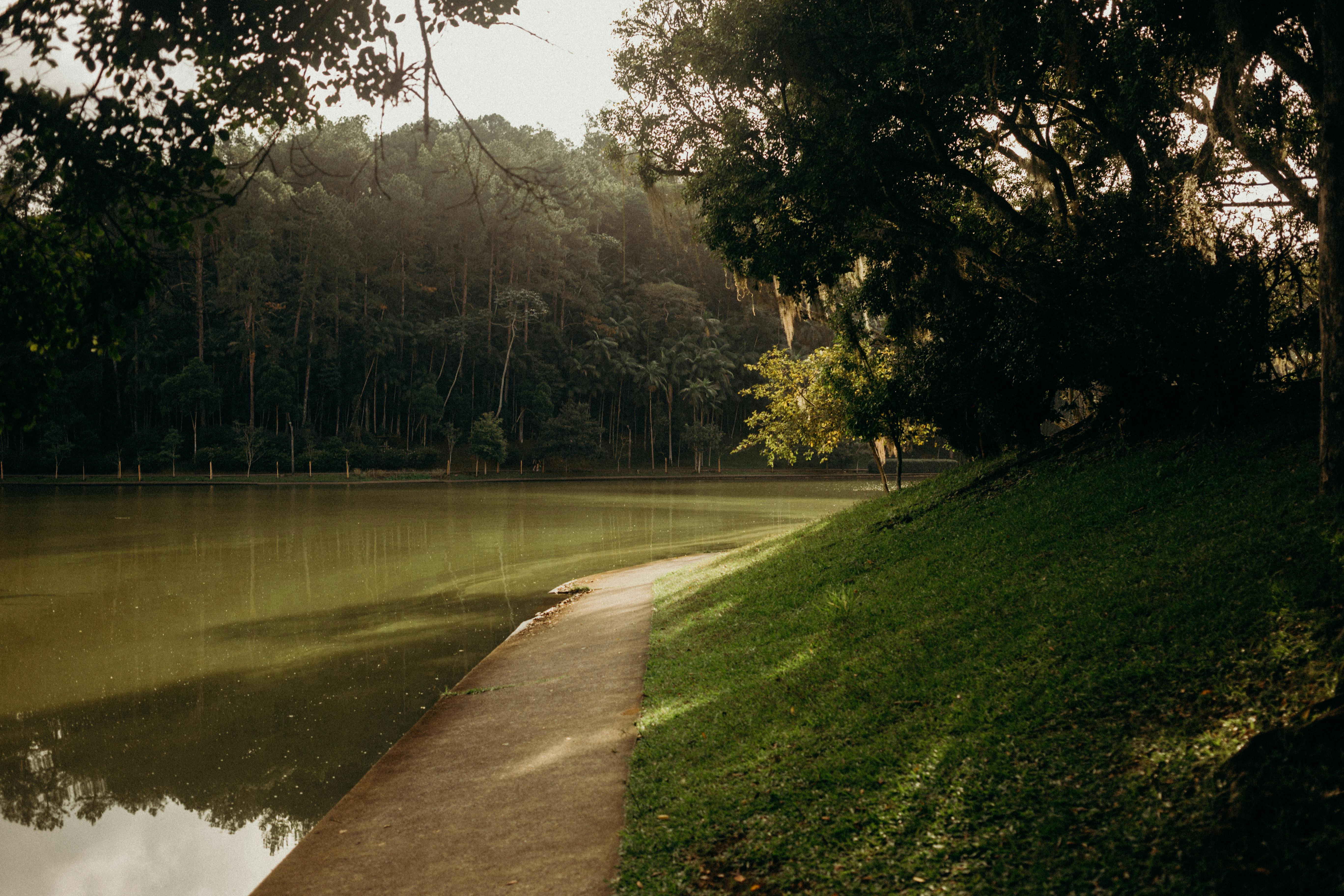 Serene Lakeside Path in Foggy Forest Morning · Free Stock Photo