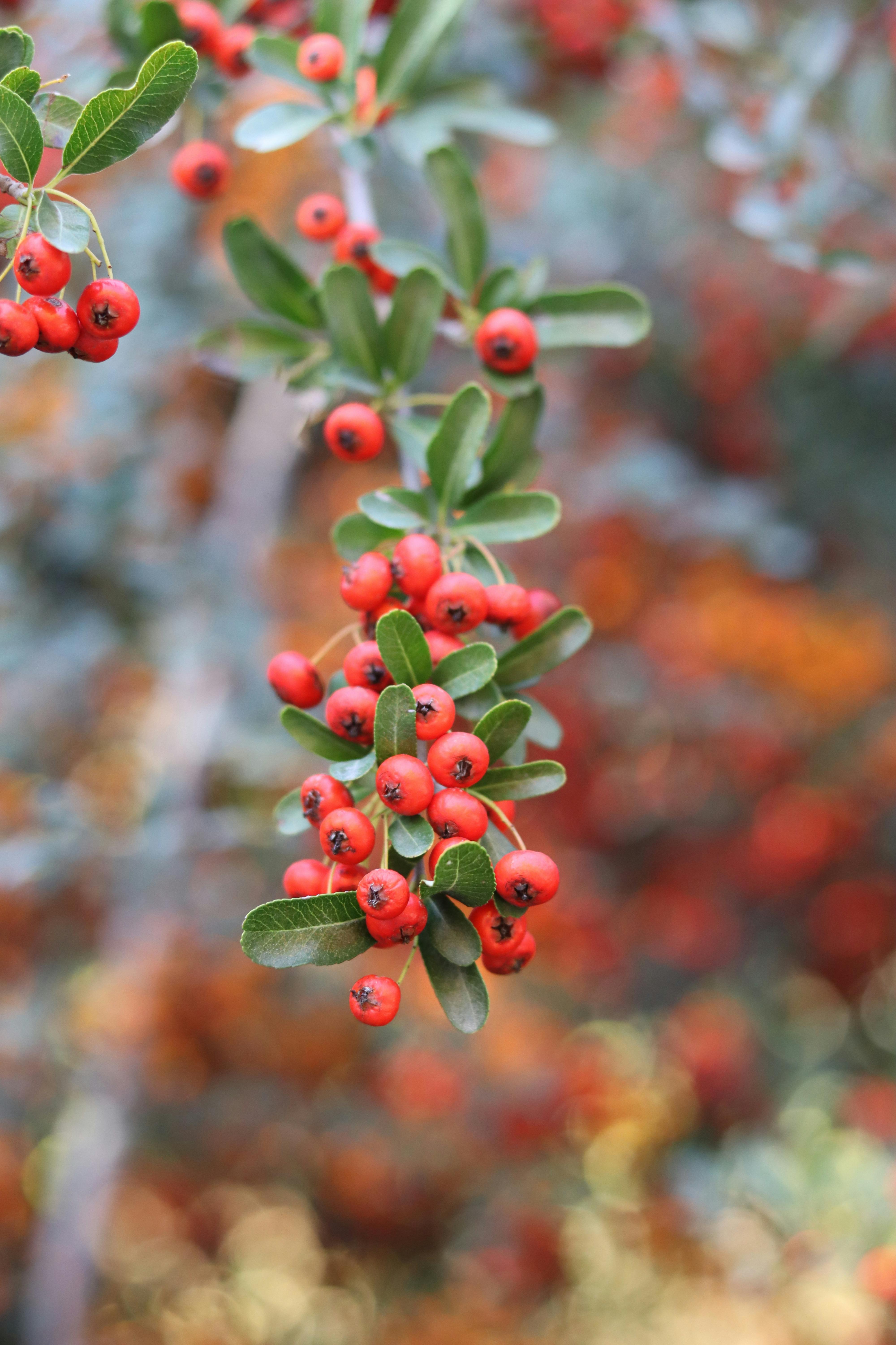 Close-Up of Vibrant Red Pyracantha Berries on Branch · Free Stock Photo