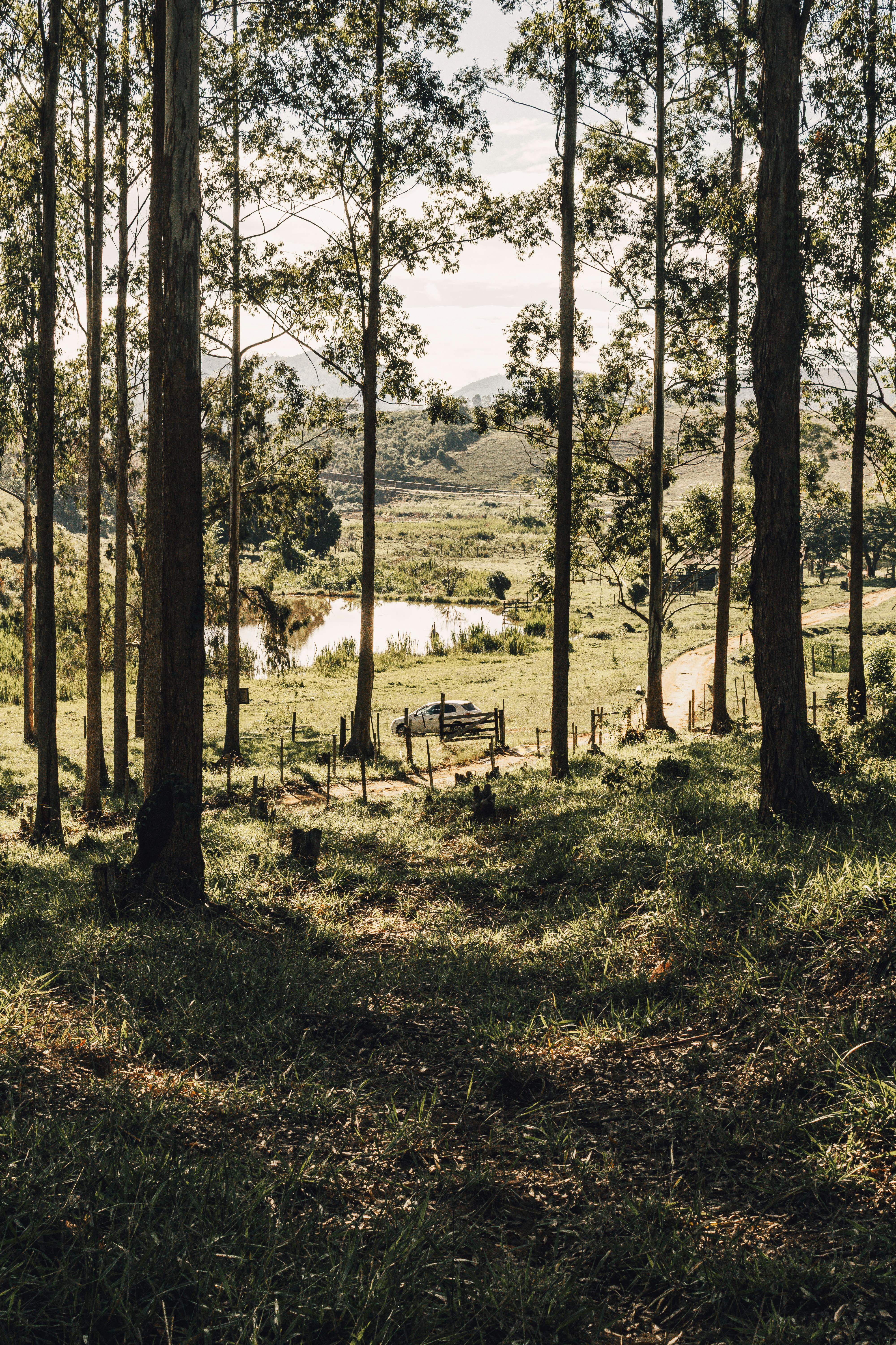 Scenic Countryside View Through Forest Trees · Free Stock Photo