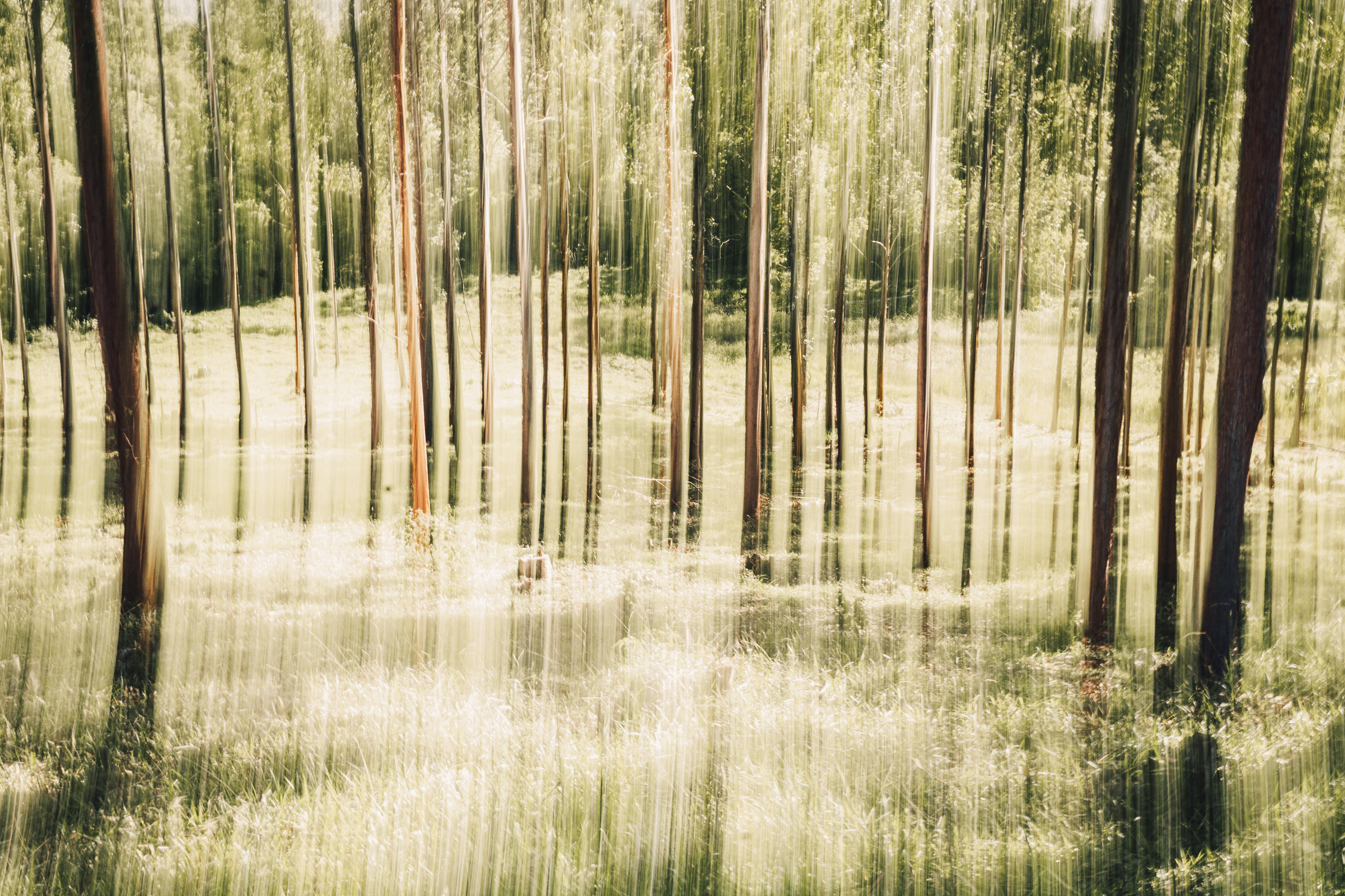 Abstract Vertical Forest Landscape in Motion · Free Stock Photo