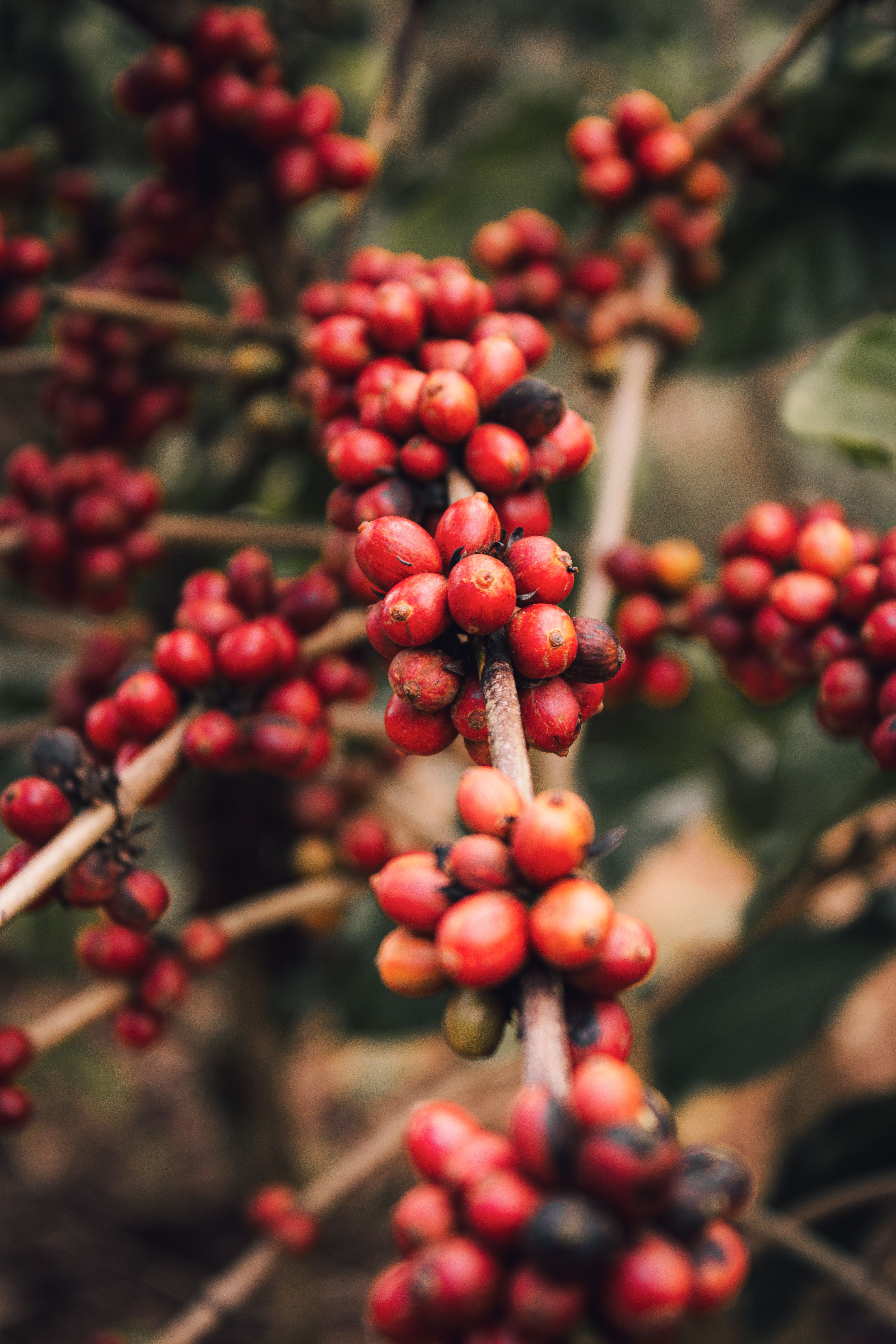 Unrecognizable farmer harvesting red coffee berries in forest · Free ...
