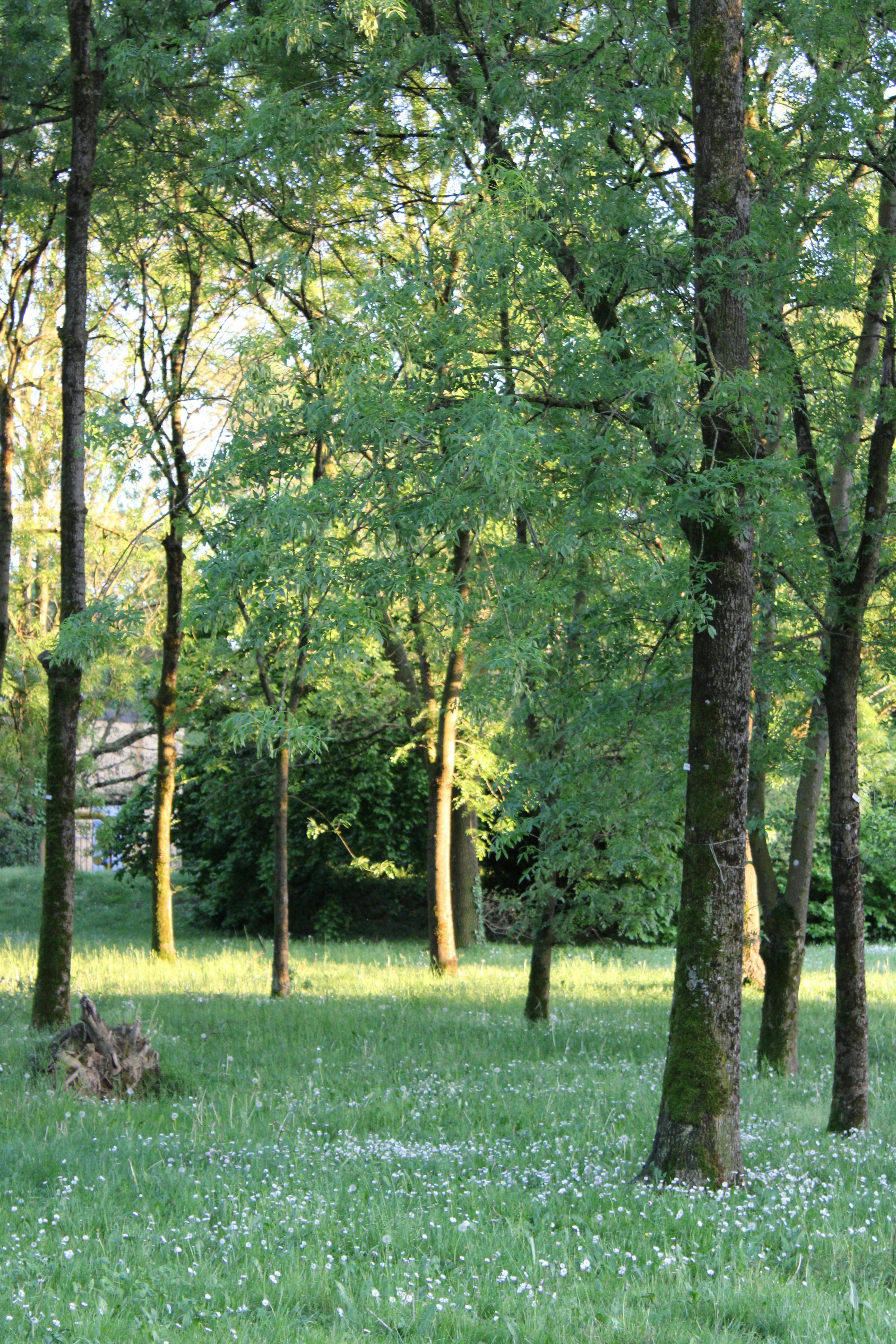 Tranquil Green Forest Scene in Rozzano · Free Stock Photo