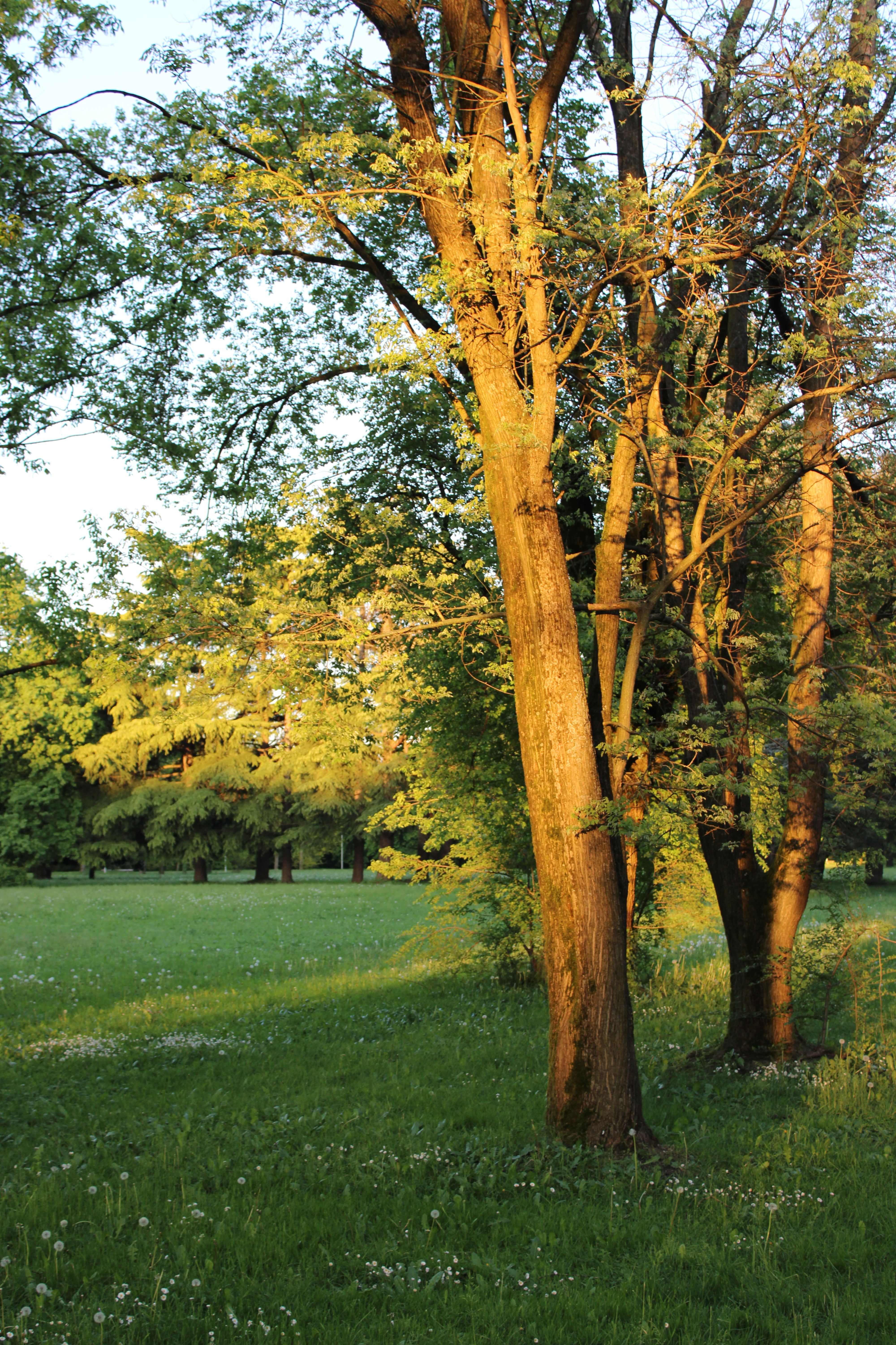 Sunlit Trees in a Lush Green Park · Free Stock Photo