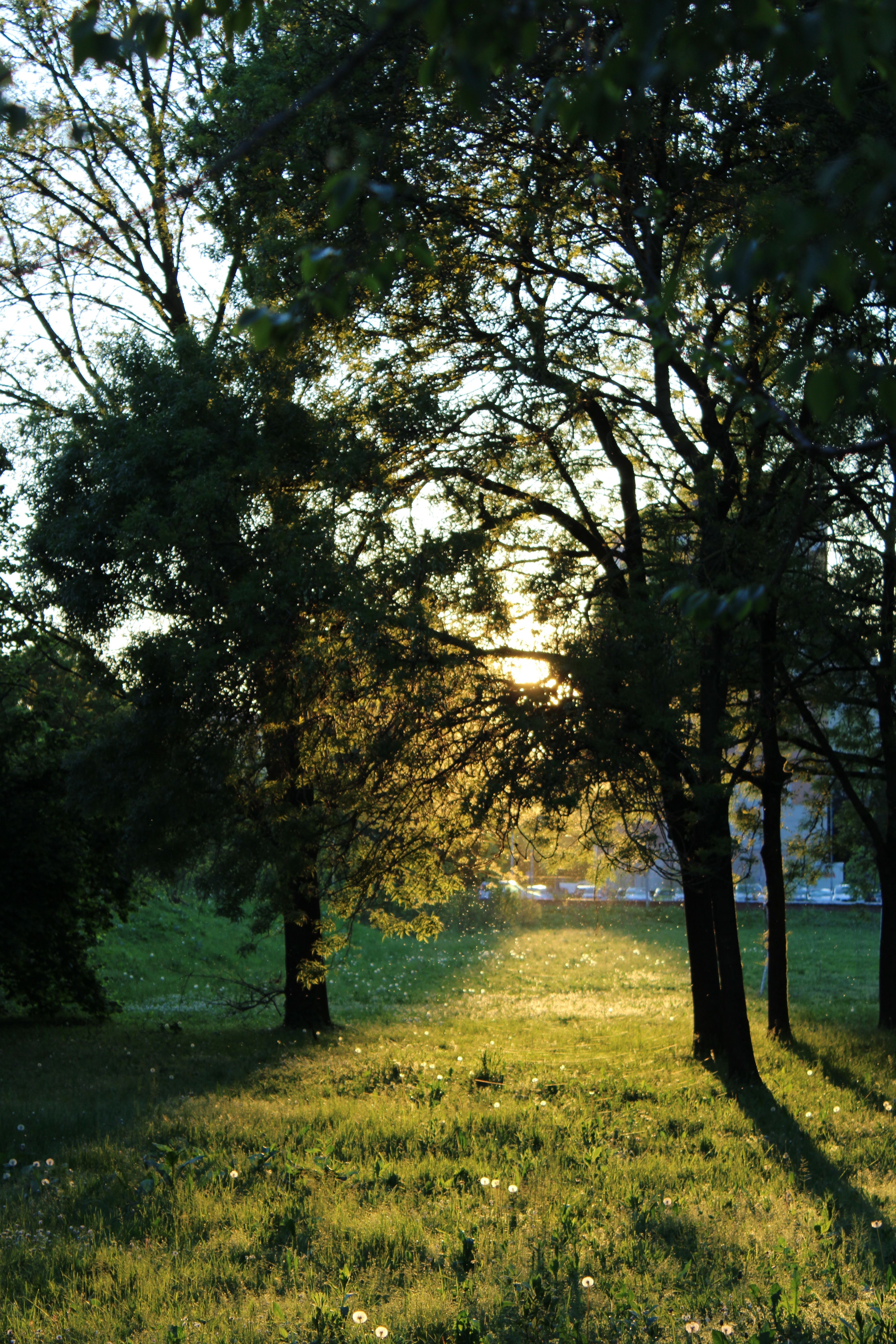 Sunlit Trees in a Serene Lombardy Park · Free Stock Photo