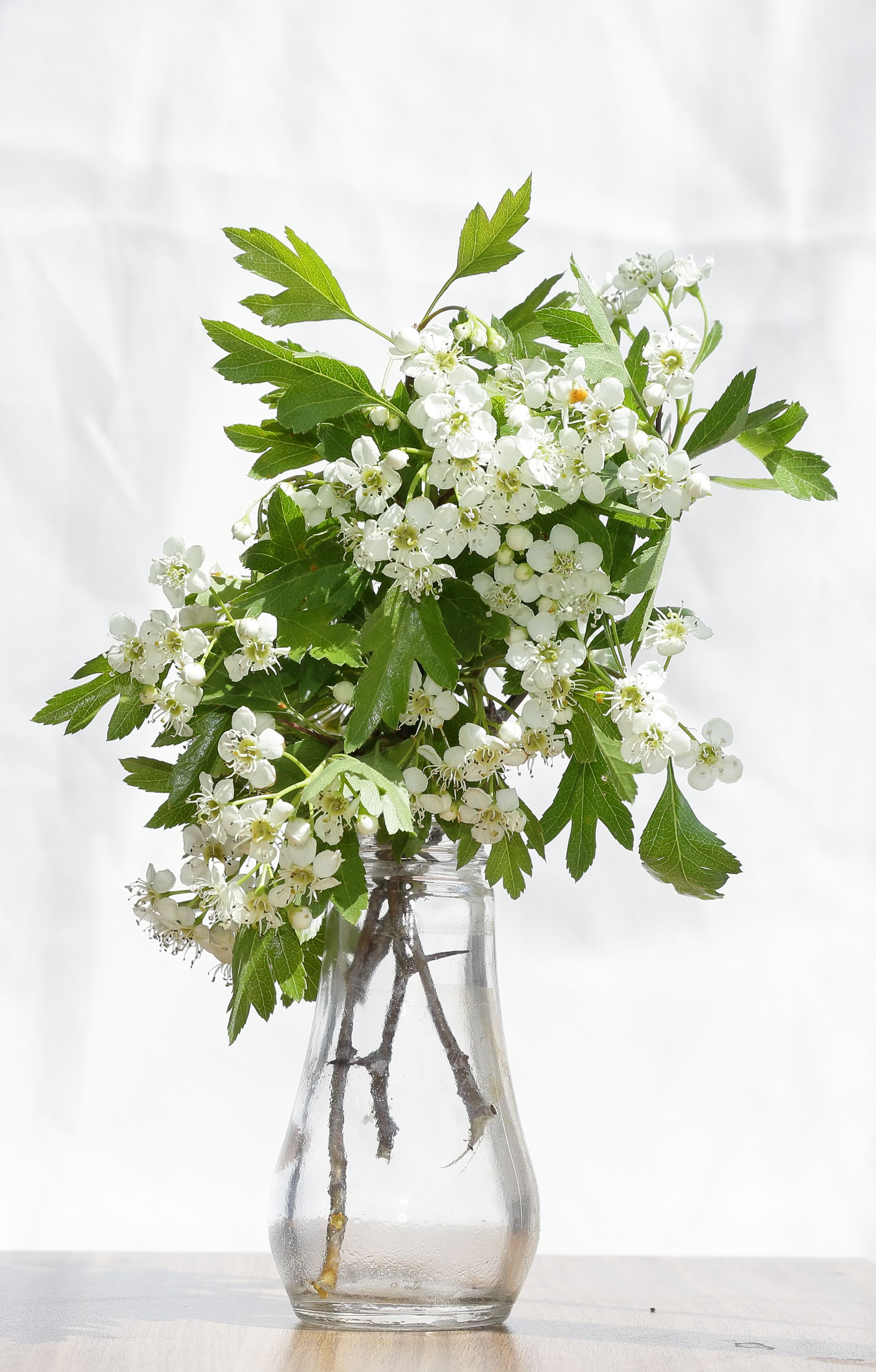 Spring Aesthetic Photos, Download The BEST Free Spring Aesthetic Stock ...