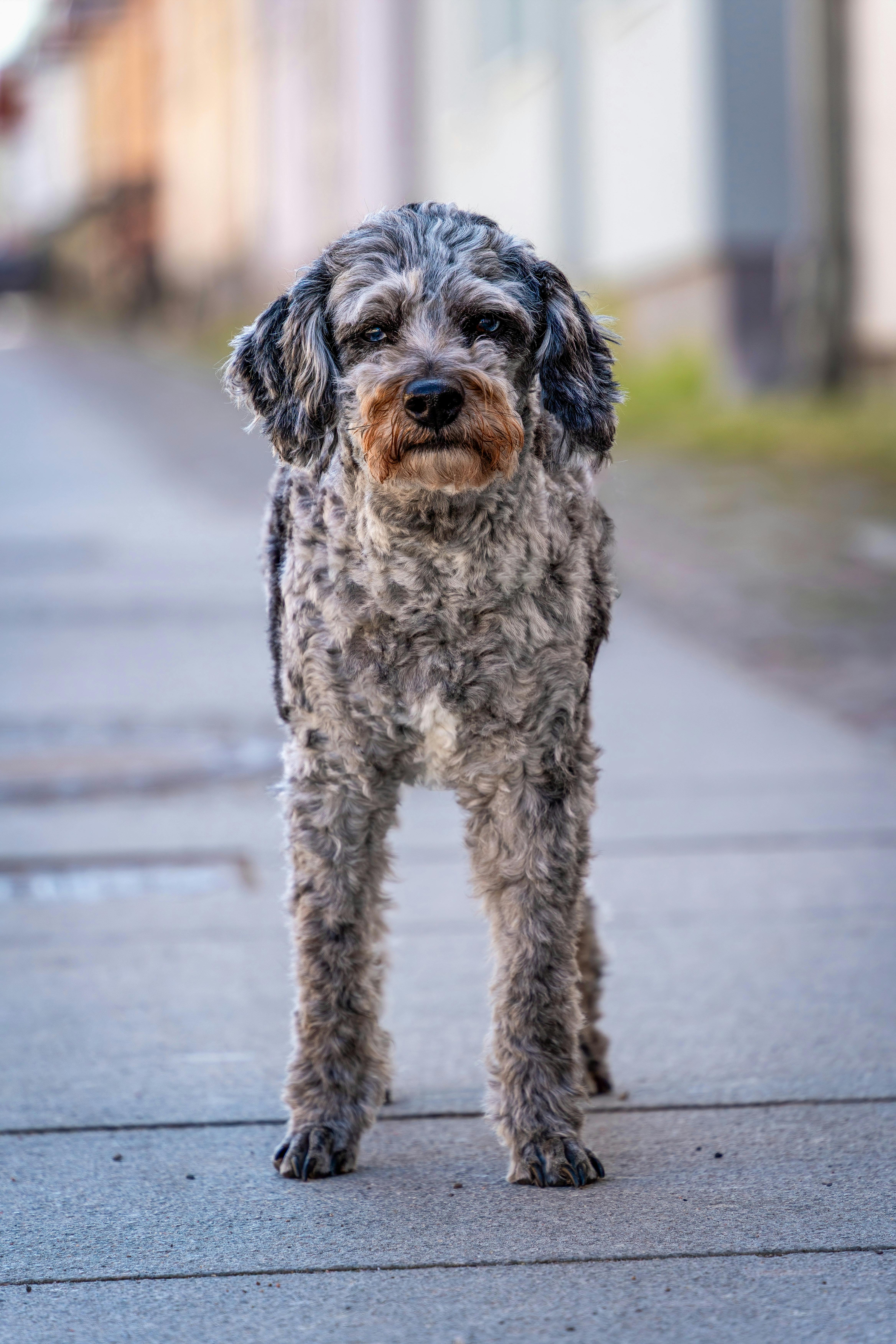 Adorable Aussiedoodle Standing on Urban Street · Free Stock Photo