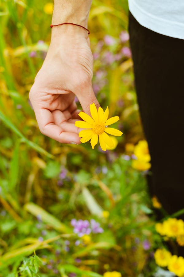 Free Pick Photos, Download The BEST Free Free Pick Stock Photos & HD Images