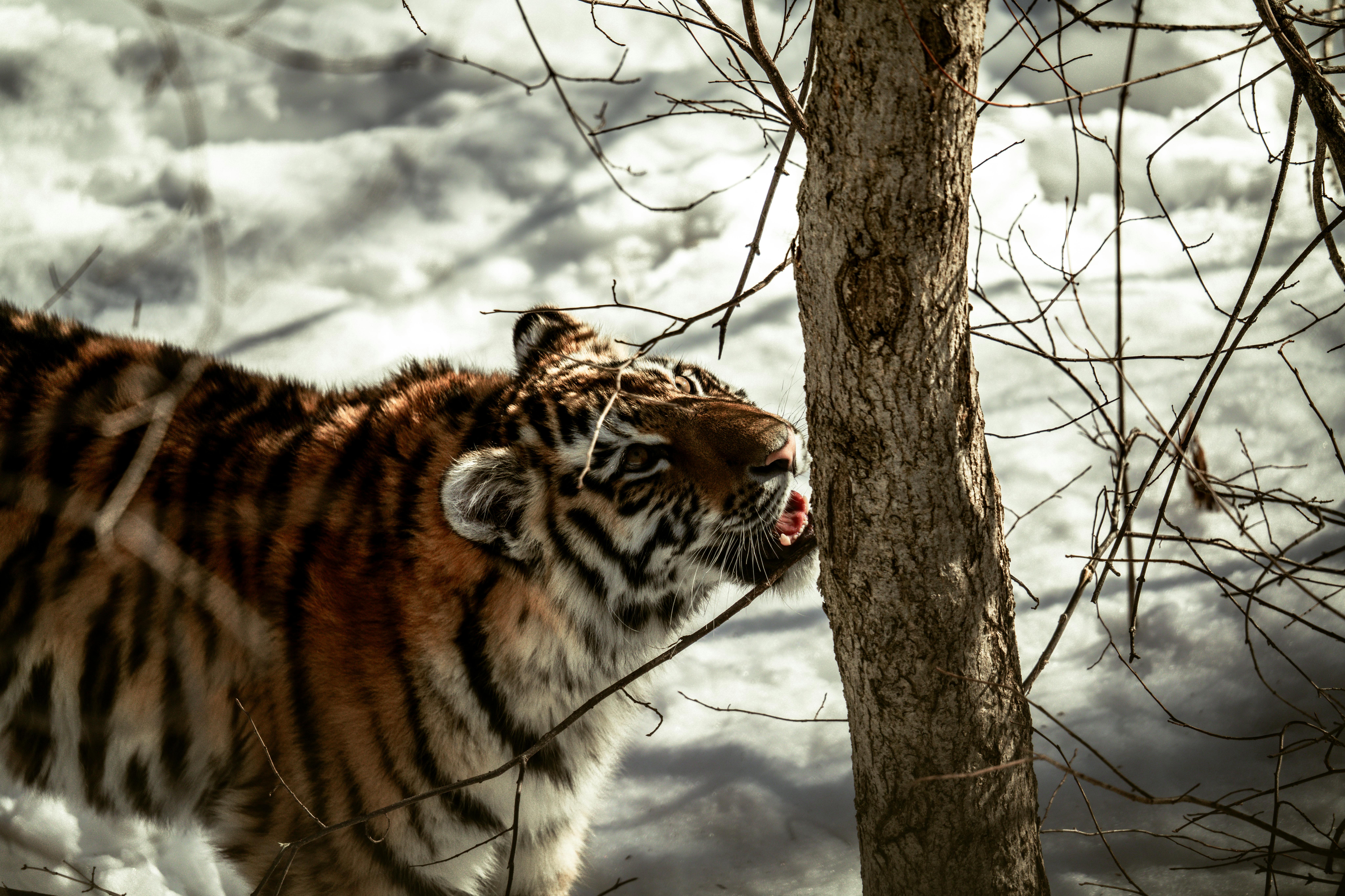 Tiger Blue Eye Dark3d Wallpaper Photos, Download The BEST Free Tiger ...