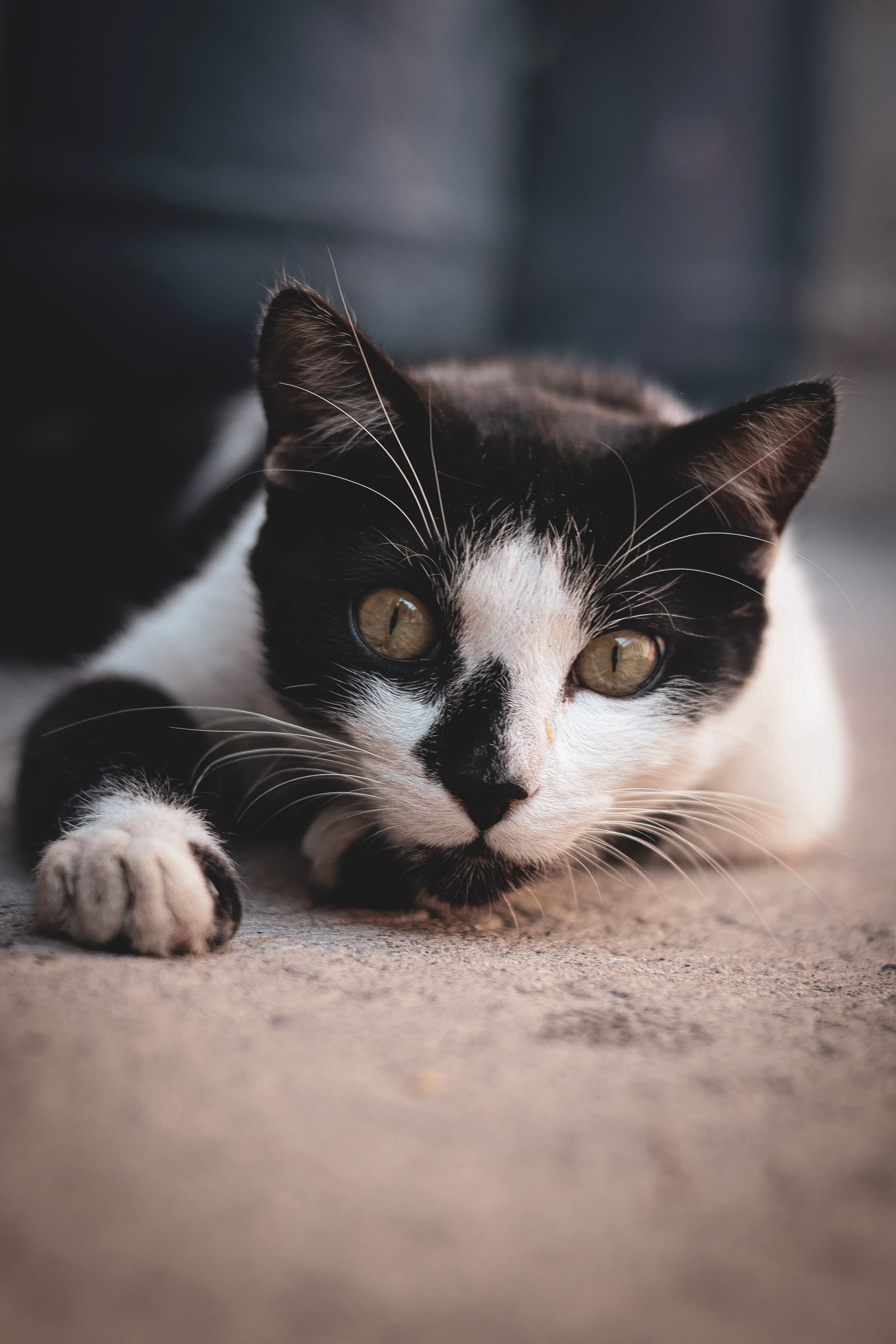 Goofy Ahh Cat Photos, Download The BEST Free Goofy Ahh Cat Stock Photos ...