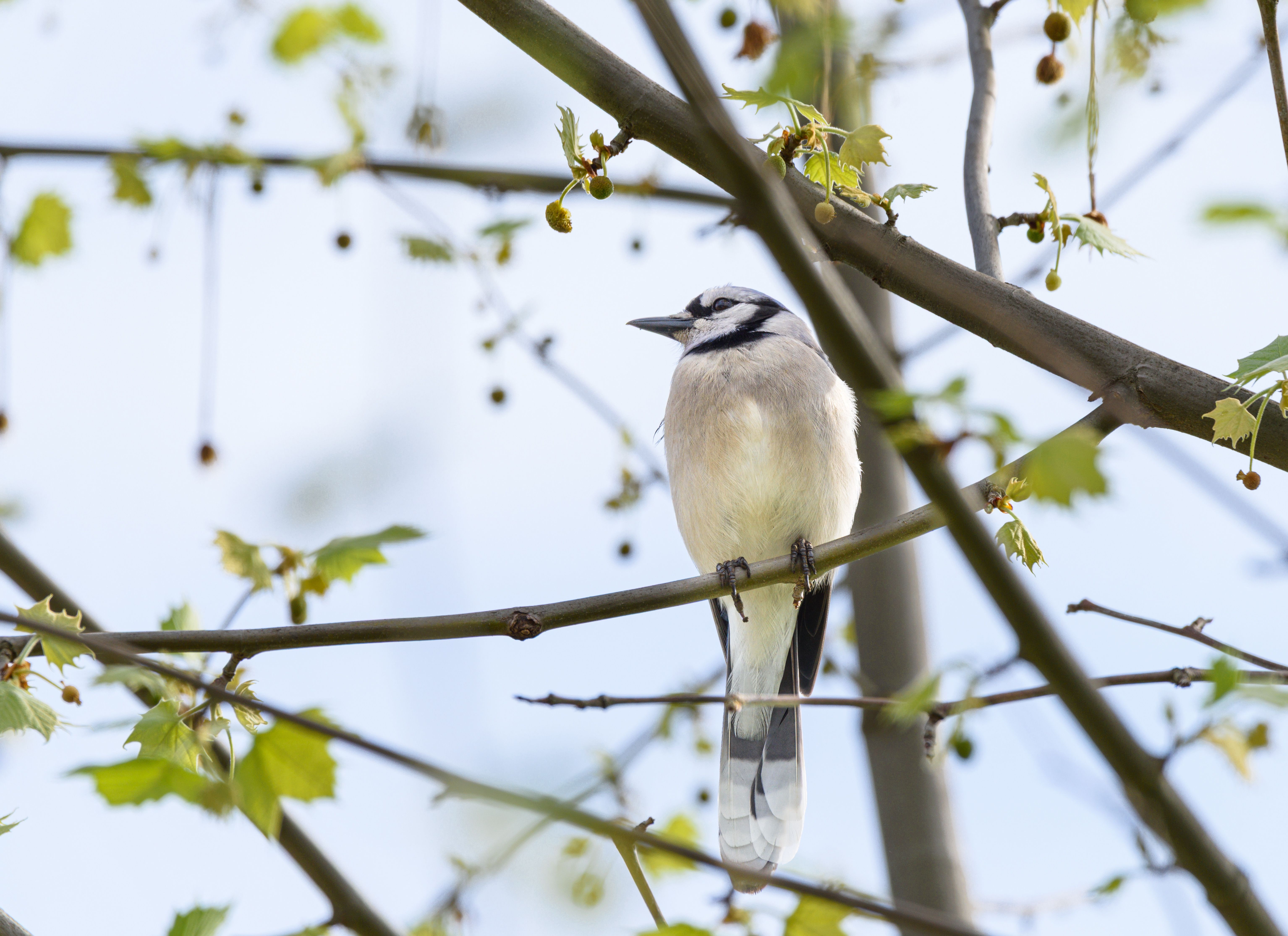 Tilt-shift Lens Photography of Blue Bird on Branch · Free Stock Photo