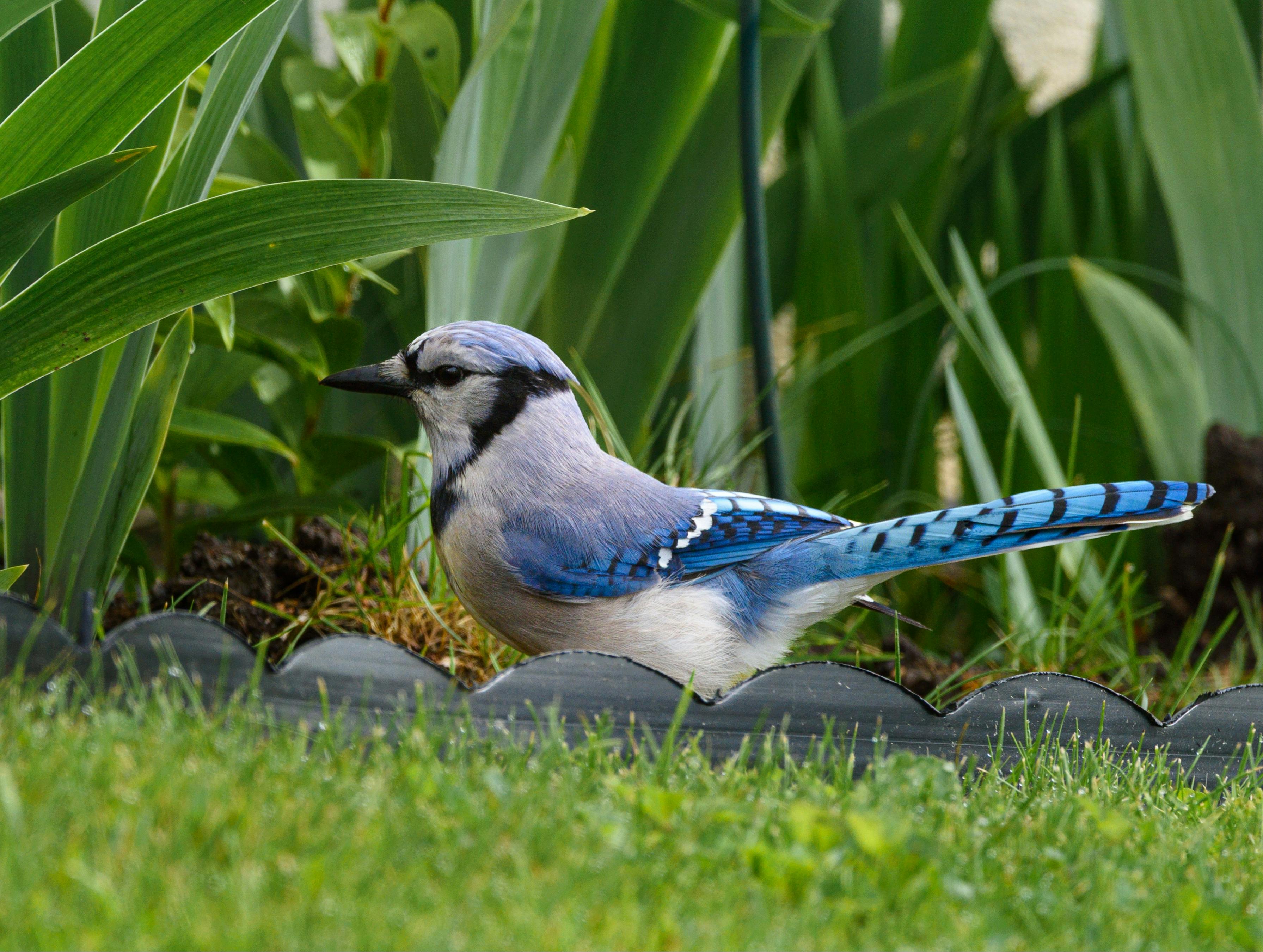 Blue Jay in Lush Garden Setting · Free Stock Photo