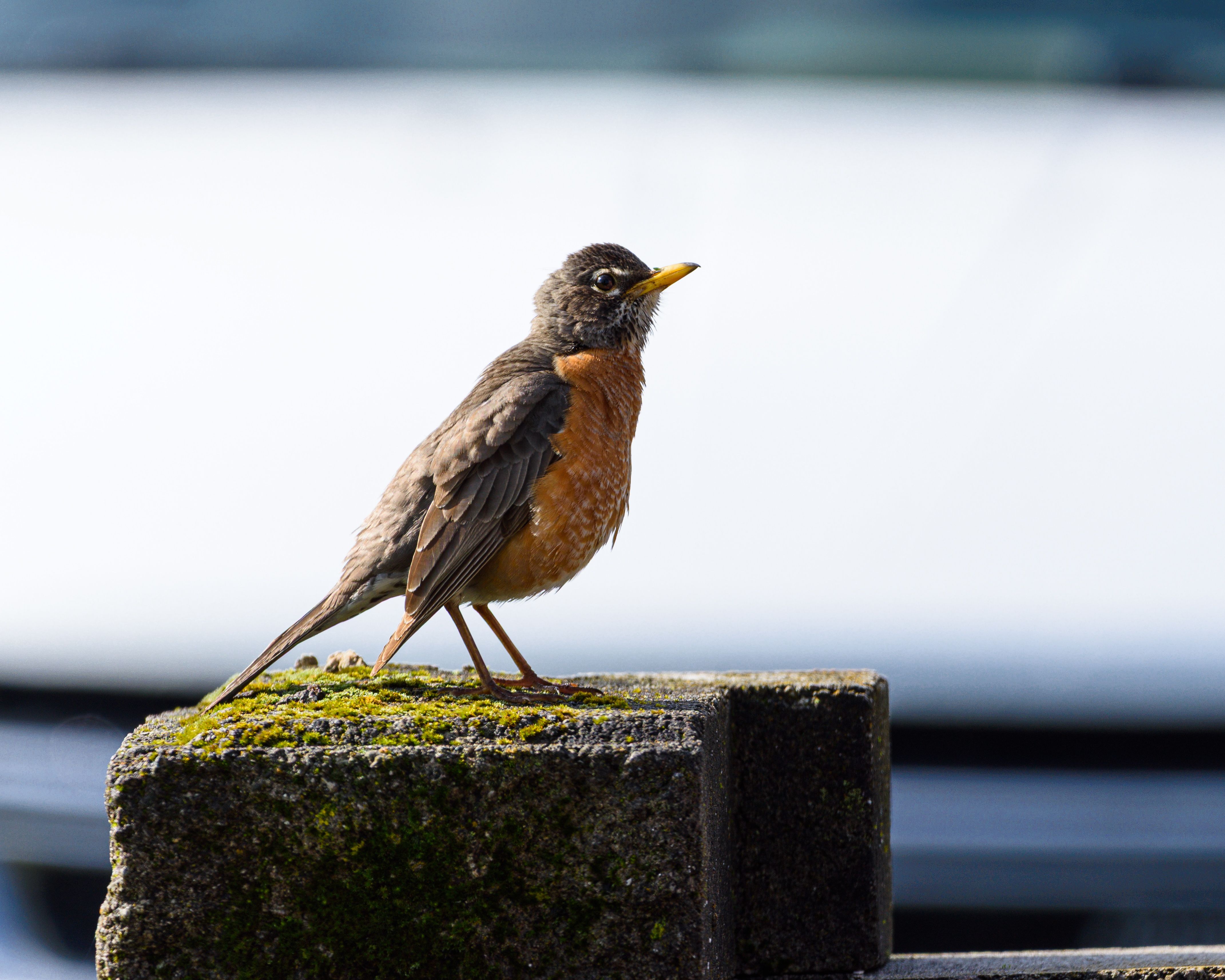 American Robin Perched on Mossy Stone in Daylight · Free Stock Photo